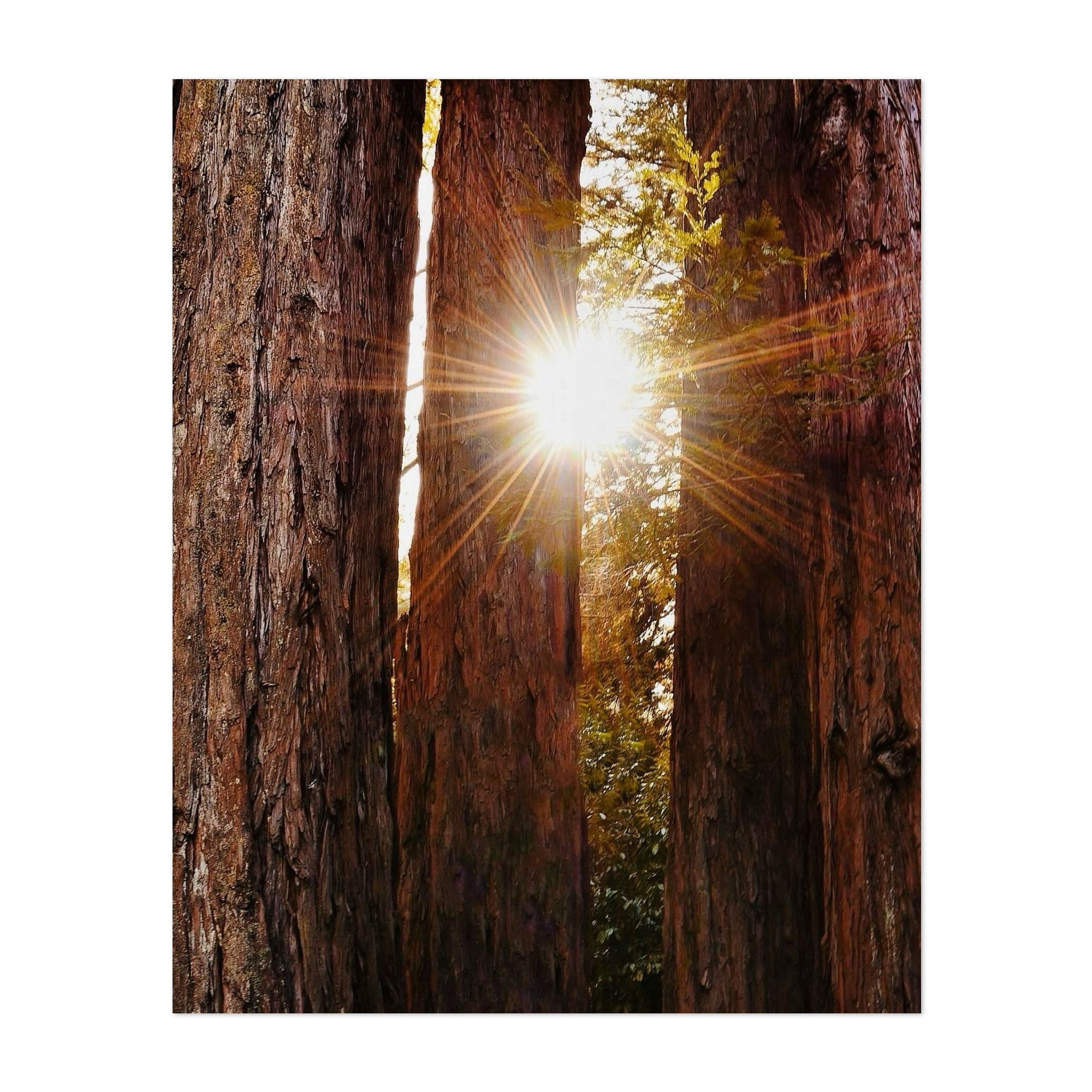 California Redwoods - Larkspur California Photography Forest Nature ...