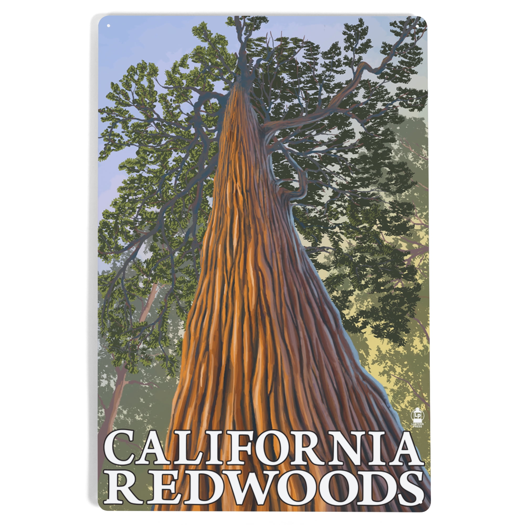 California Redwoods, Looking Up Tree (12x18 Aluminum Art, Indoor ...