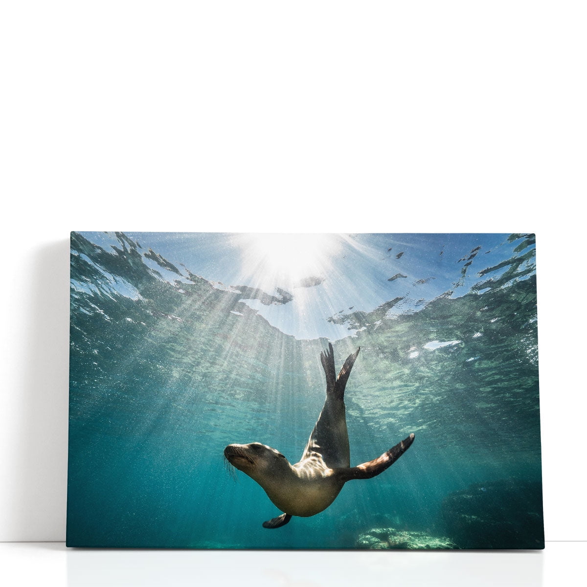 California Sea Lion Seal Enjoying The Sun Rays - Wrapped Canvas Print ...