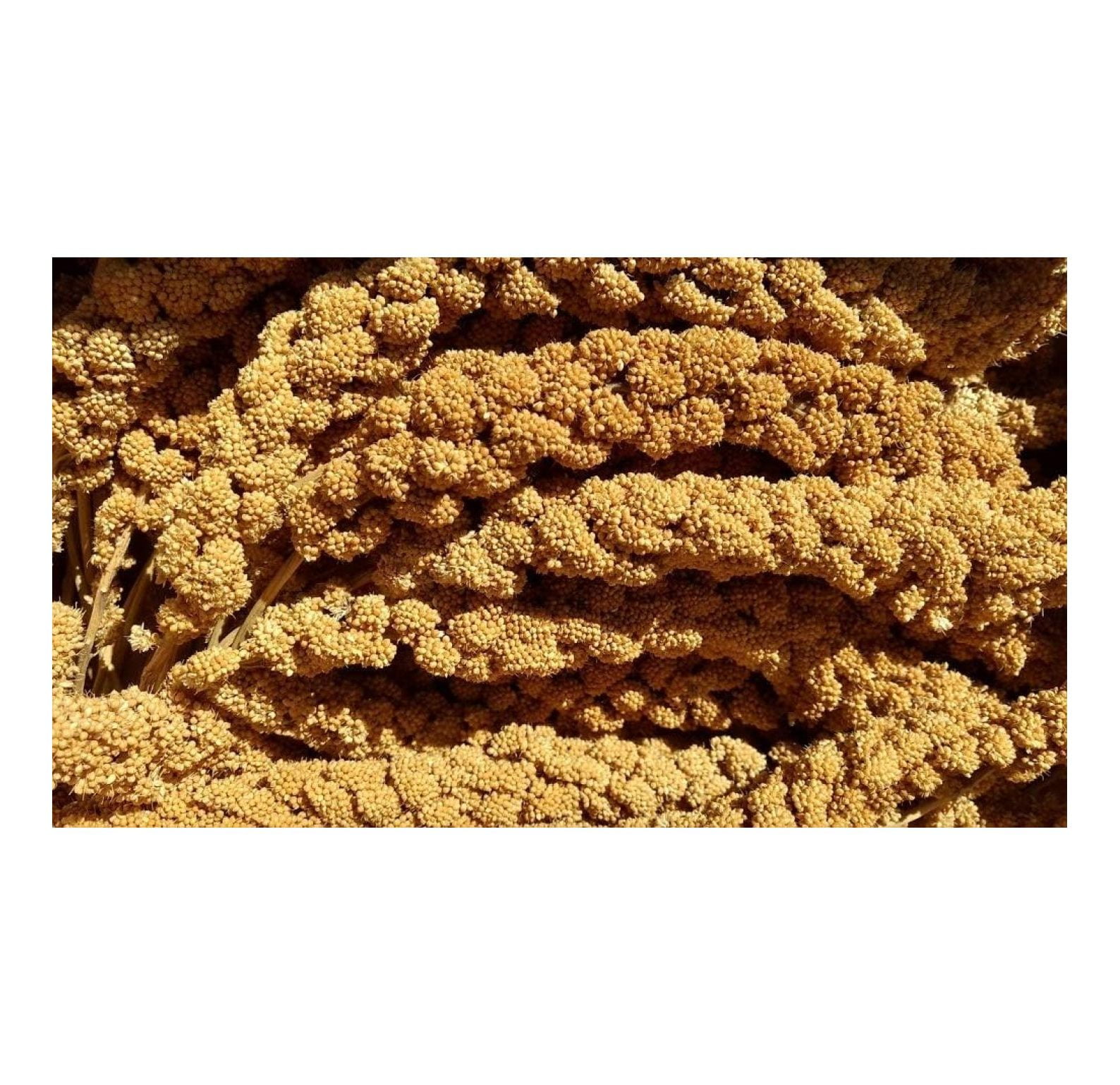 California Spray Millet for - Premium Spray Millet - Walmart.com