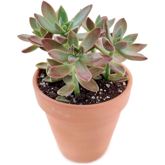 California Sunset Succulent - 3 Live Starter Plants in 2 Inch Pots ...