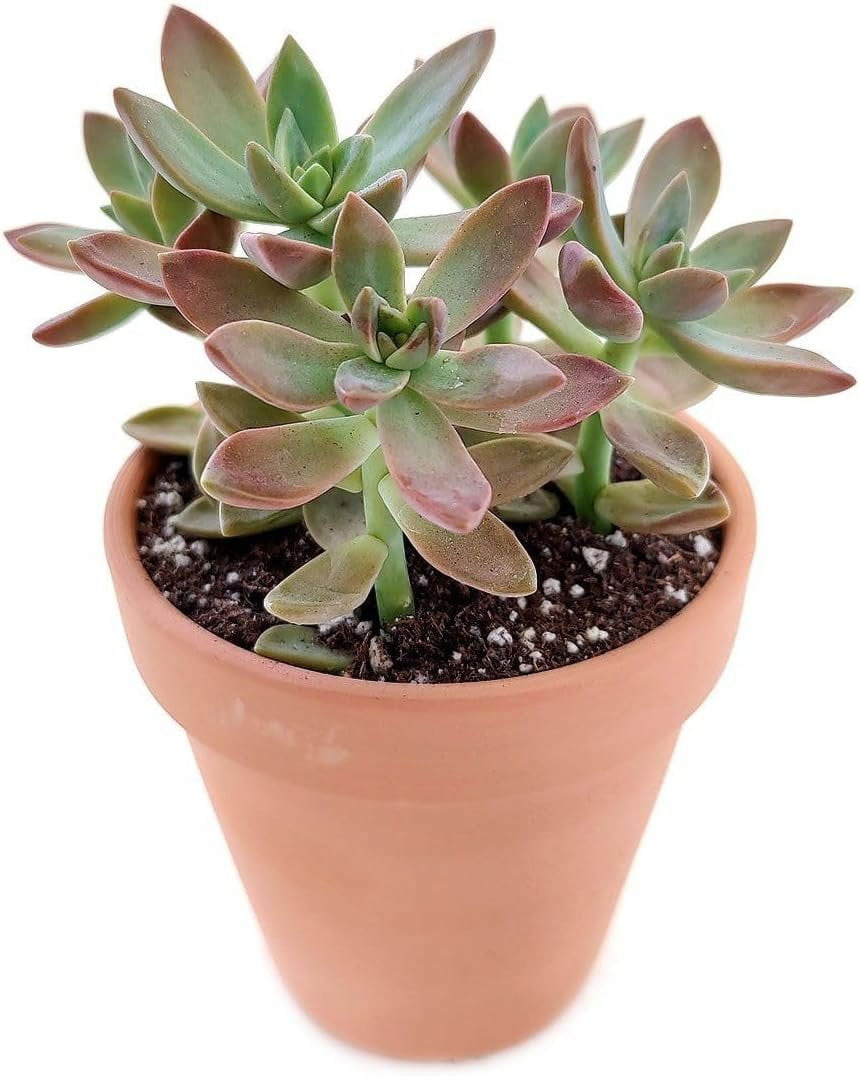 California Sunset Succulent - Live Starter Plant in a 2 Inch Pot ...