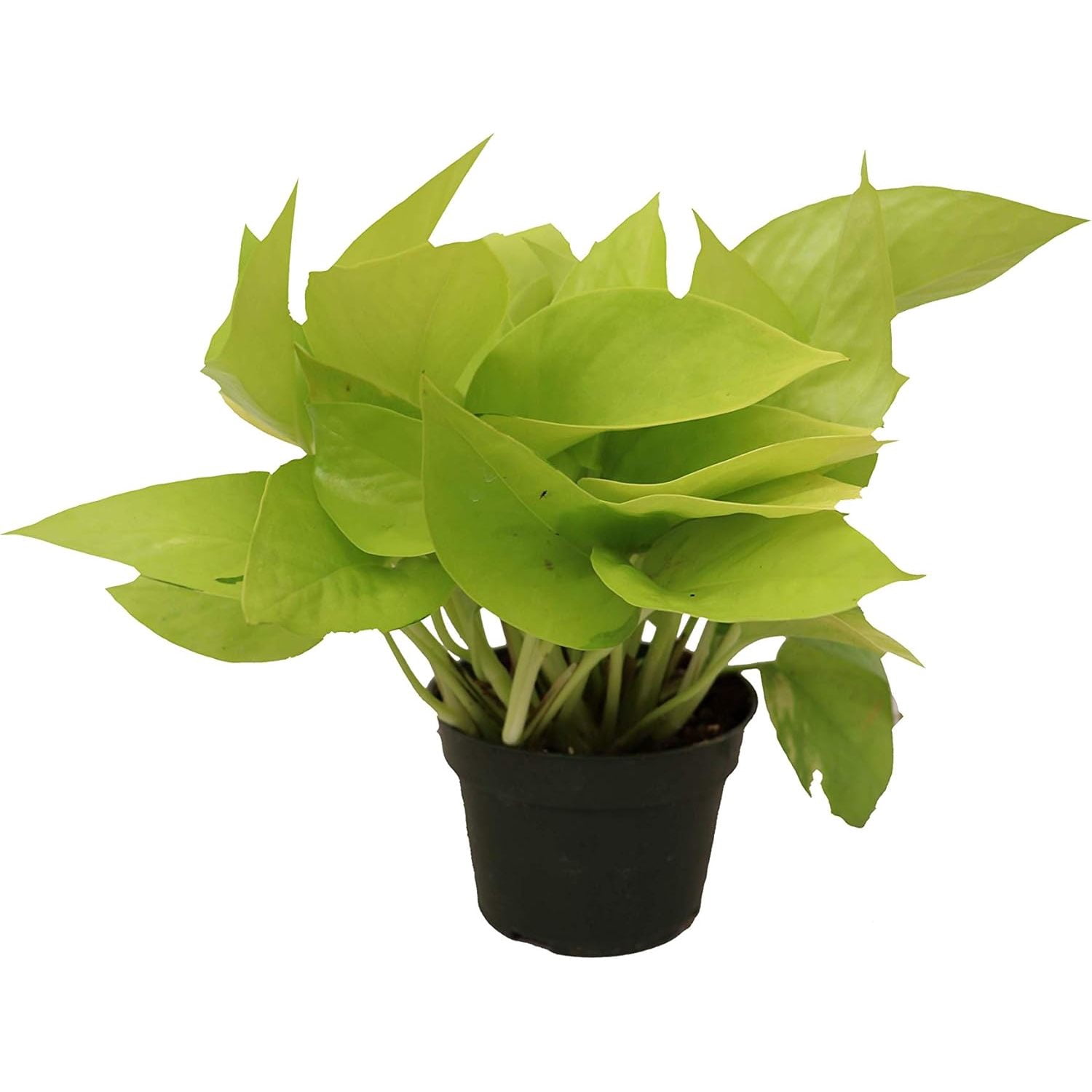 California Tropicals 4" Neon Pothos Live Pot Houseplant - Plant for ...
