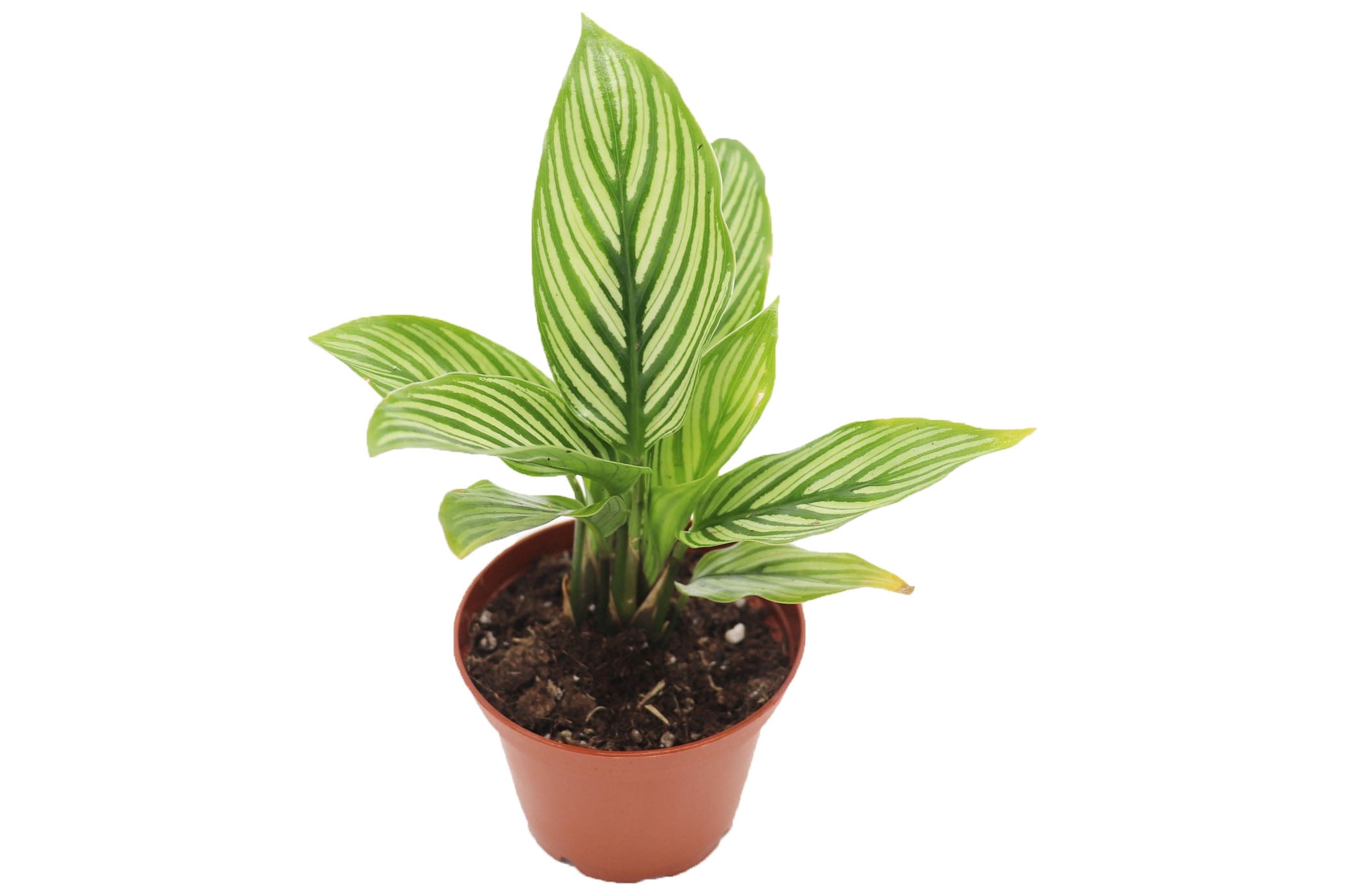 California Tropicals Calathea Vitatta Peacock Plant Live Plant in 3 ...