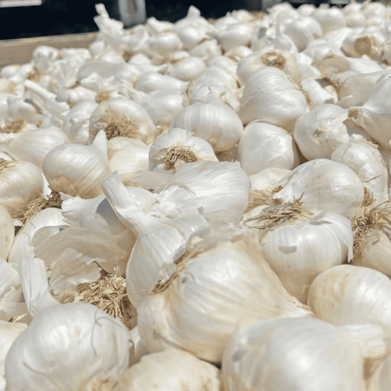 California White Softneck Garlic Bulbs 0.5lbs, Beginner-Friendly Garlic ...