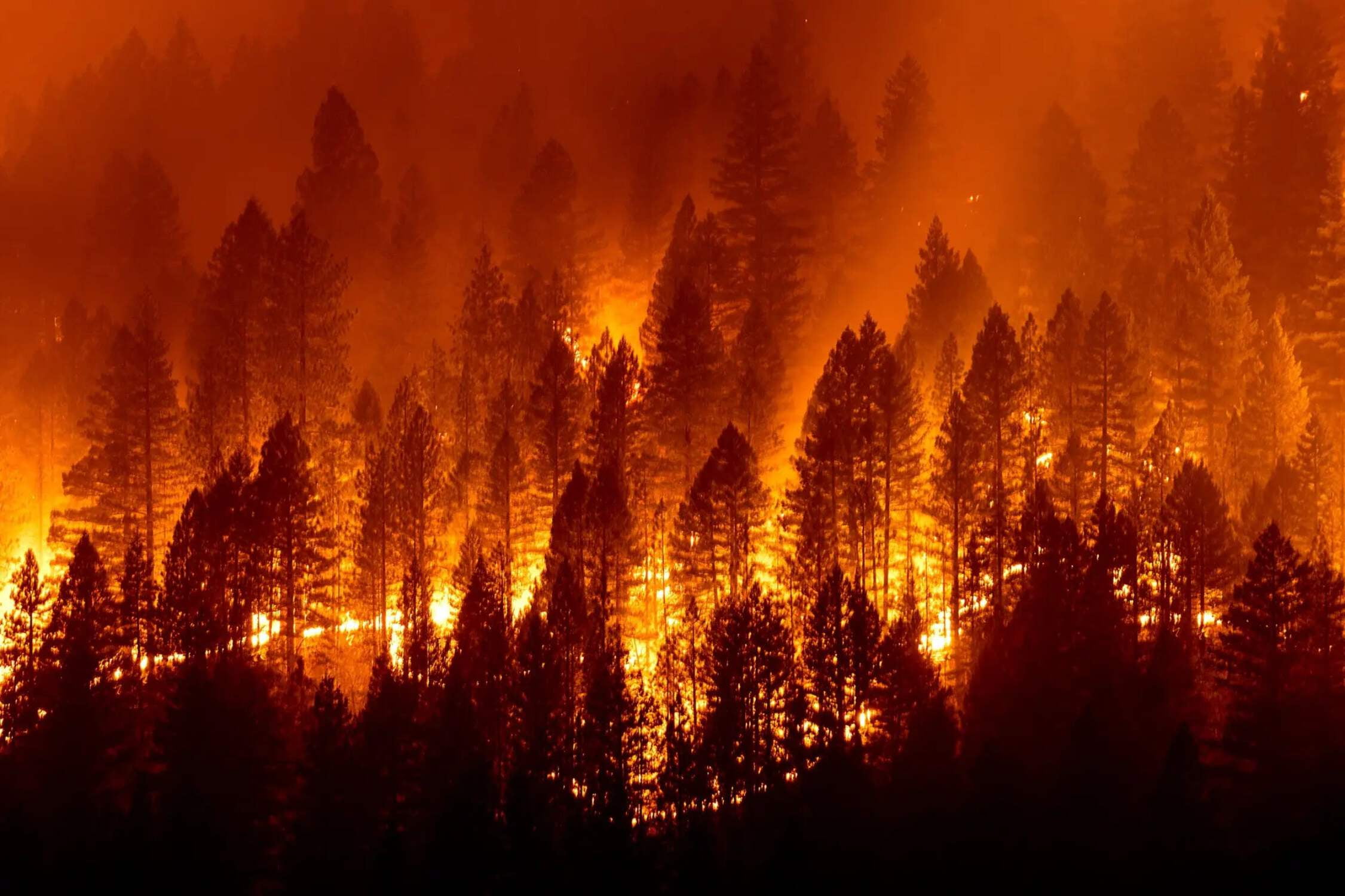 California Wildfires 2025 Forest POSTER PICTURE PHOTO PRINT BANNER ...