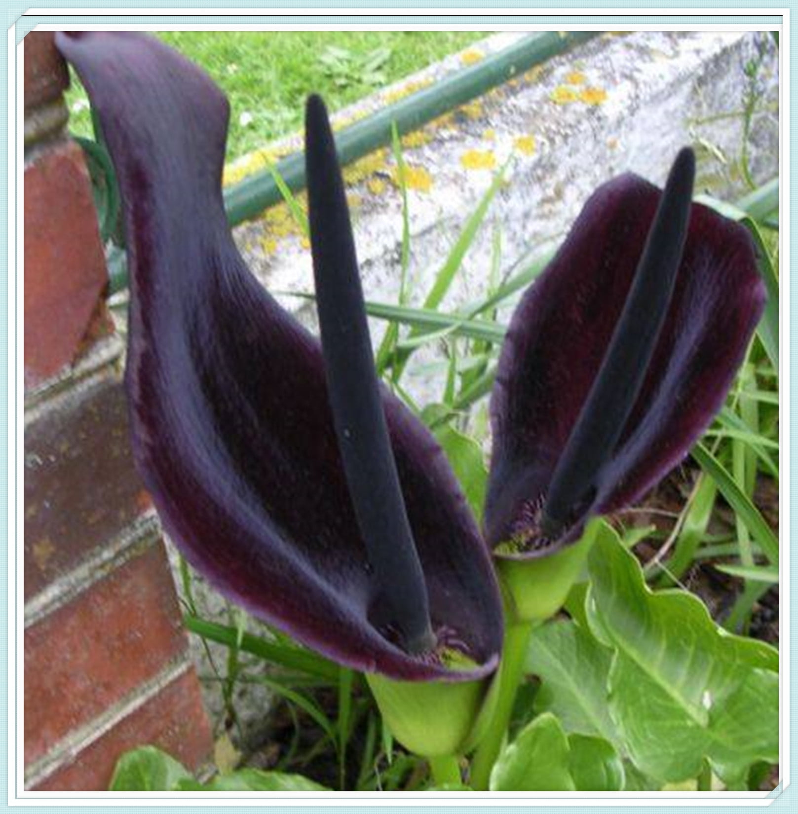 Calla Bulbs for Sale, Easily,Cut Flowers,Germinate,Garden Decoration ...