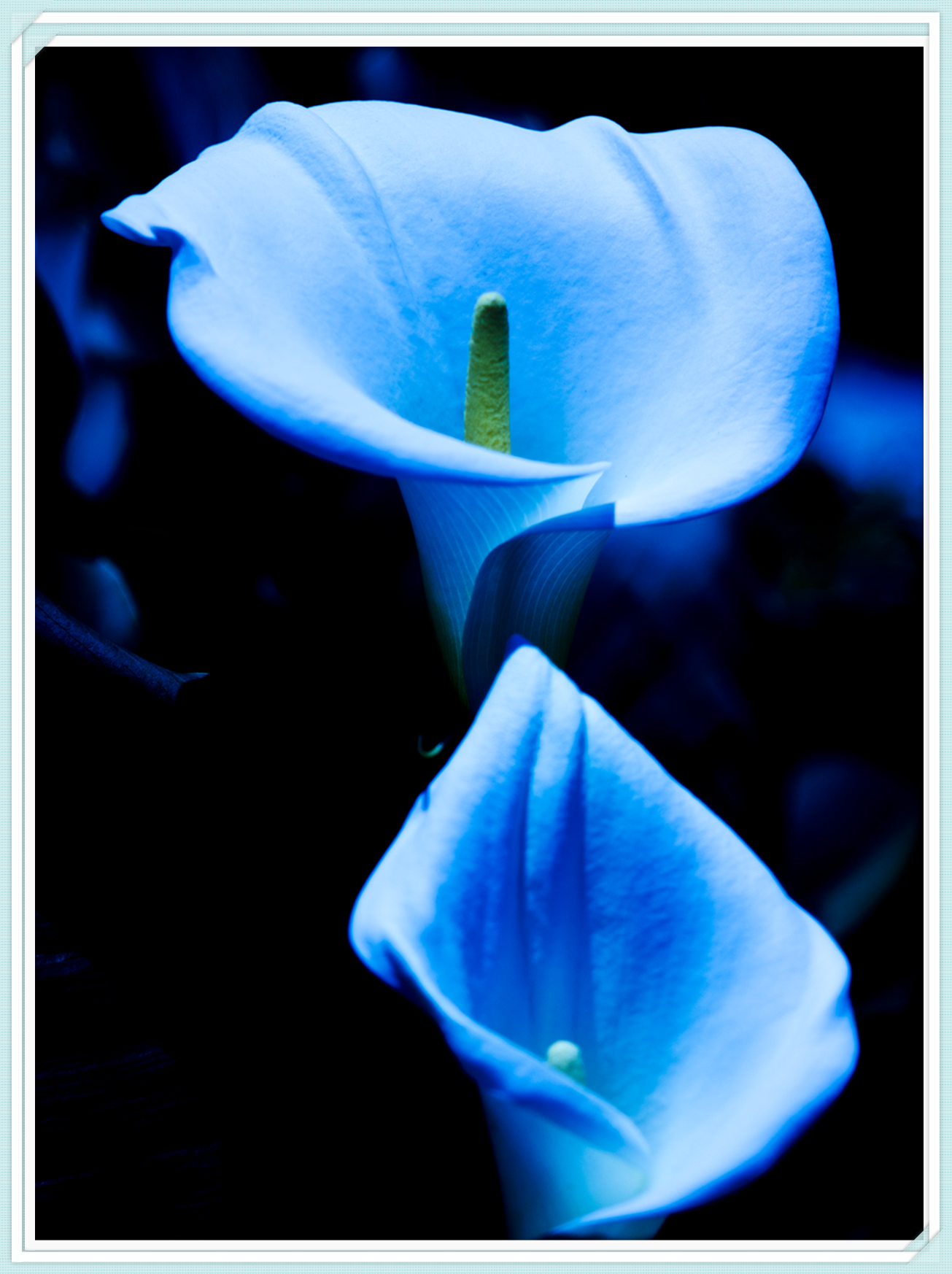 Calla Bulbs for Sale,Rare,Calla Lily Bulbs for Planting,Garden ...