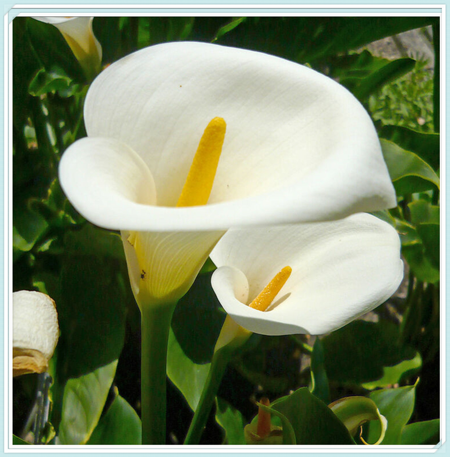 Calla Bulbs for Sale,Rare,Calla Lily Bulbs for Planting,Garden ...