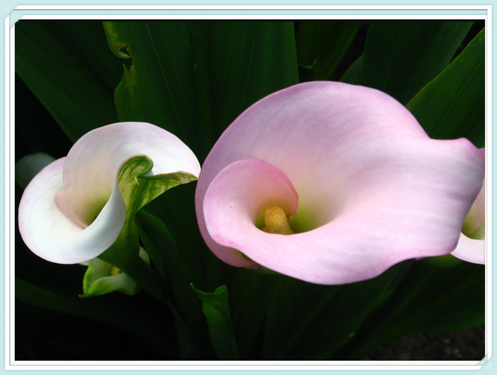 Calla Bulbs for Sale,Rare,Calla Lily Bulbs for Planting,Garden ...