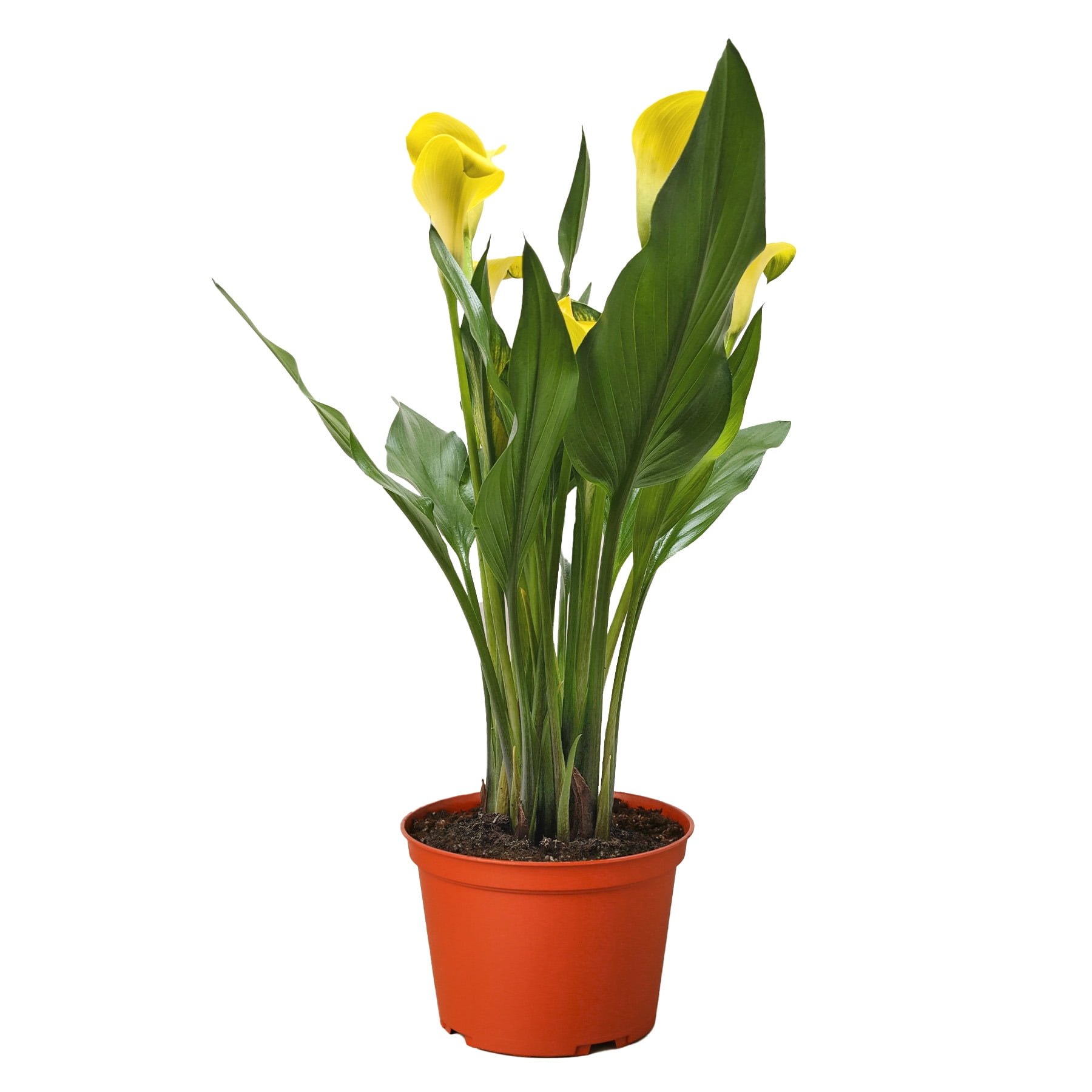 Calla Lily, 6" Pot, Yellow, Indoor Houseplant, Easy Care, Live Plant ...