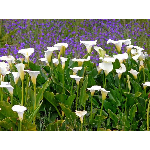 Calla Lily Bulbs, Bulb Flowers,Calla Lily Plants，Calla Lily Plant ...
