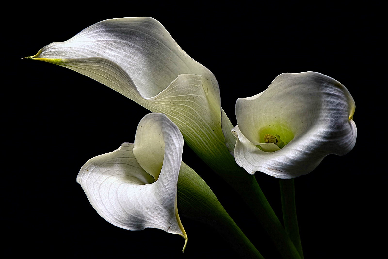 Calla Lily Bulbs, Calla Lily Bulbs Giant,Bulb Flowers,Calla Lily Plants ...