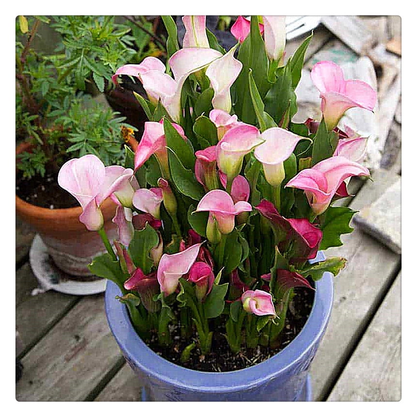 Calla Lily Bulbs, Calla Lily Bulbs Giant,Calla Lily Bulbs Giant,Calla ...