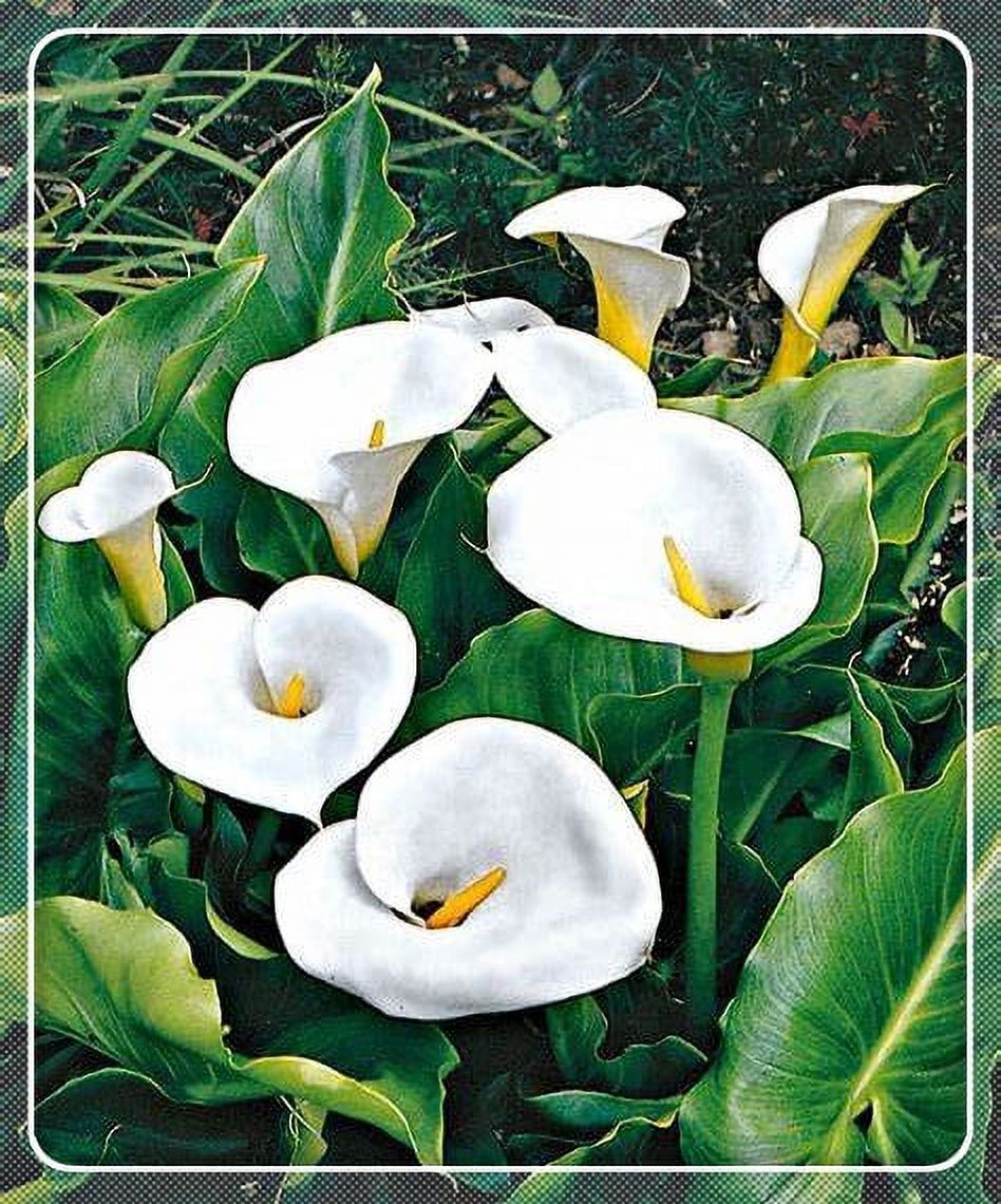 Calla Lily Bulbs, Calla Lily Bulbs Giant,Calla Lily Bulbs Giant,Calla ...