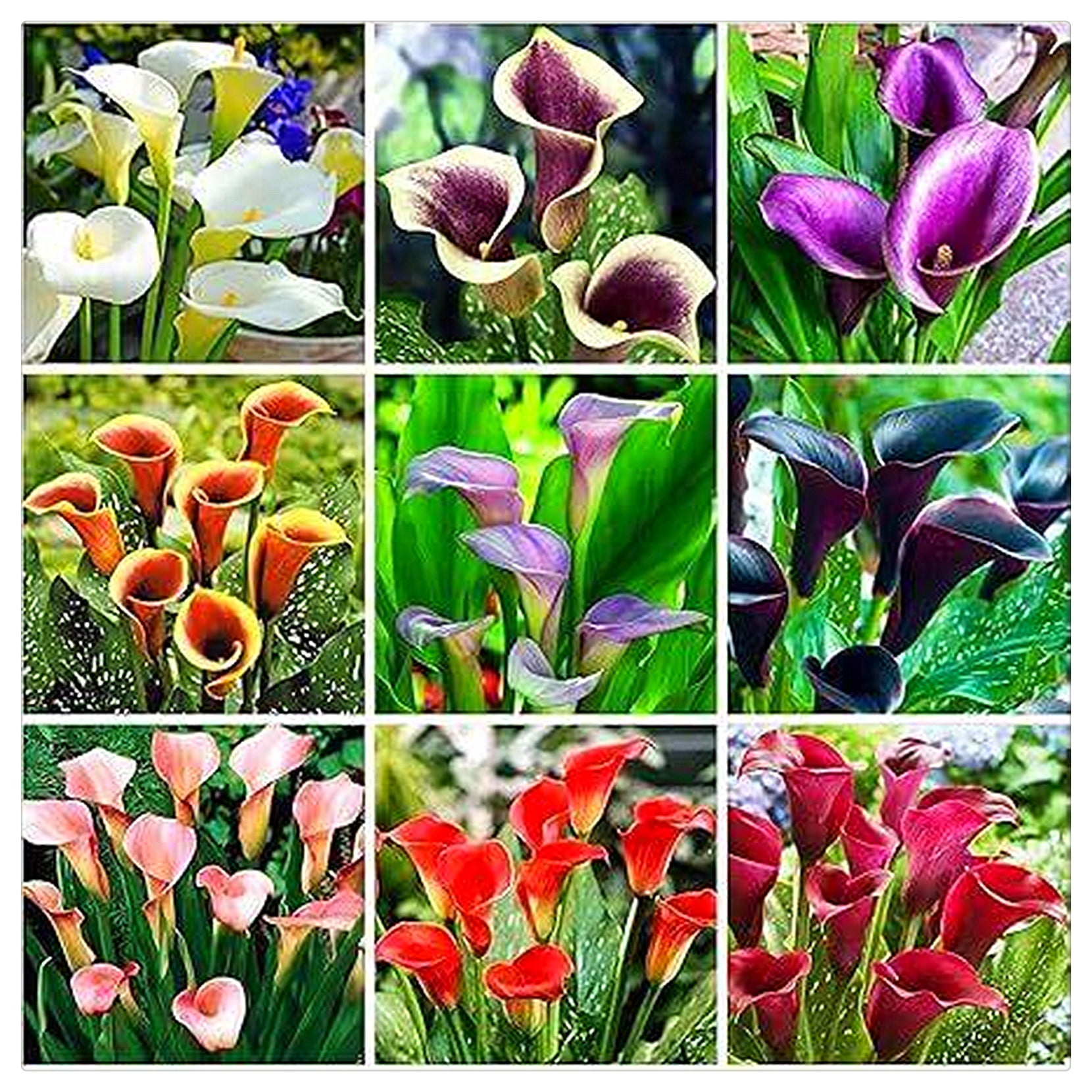 Calla Lily Bulbs, Calla Lily Bulbs Giant,Calla Lily Bulbs Giant,Calla ...