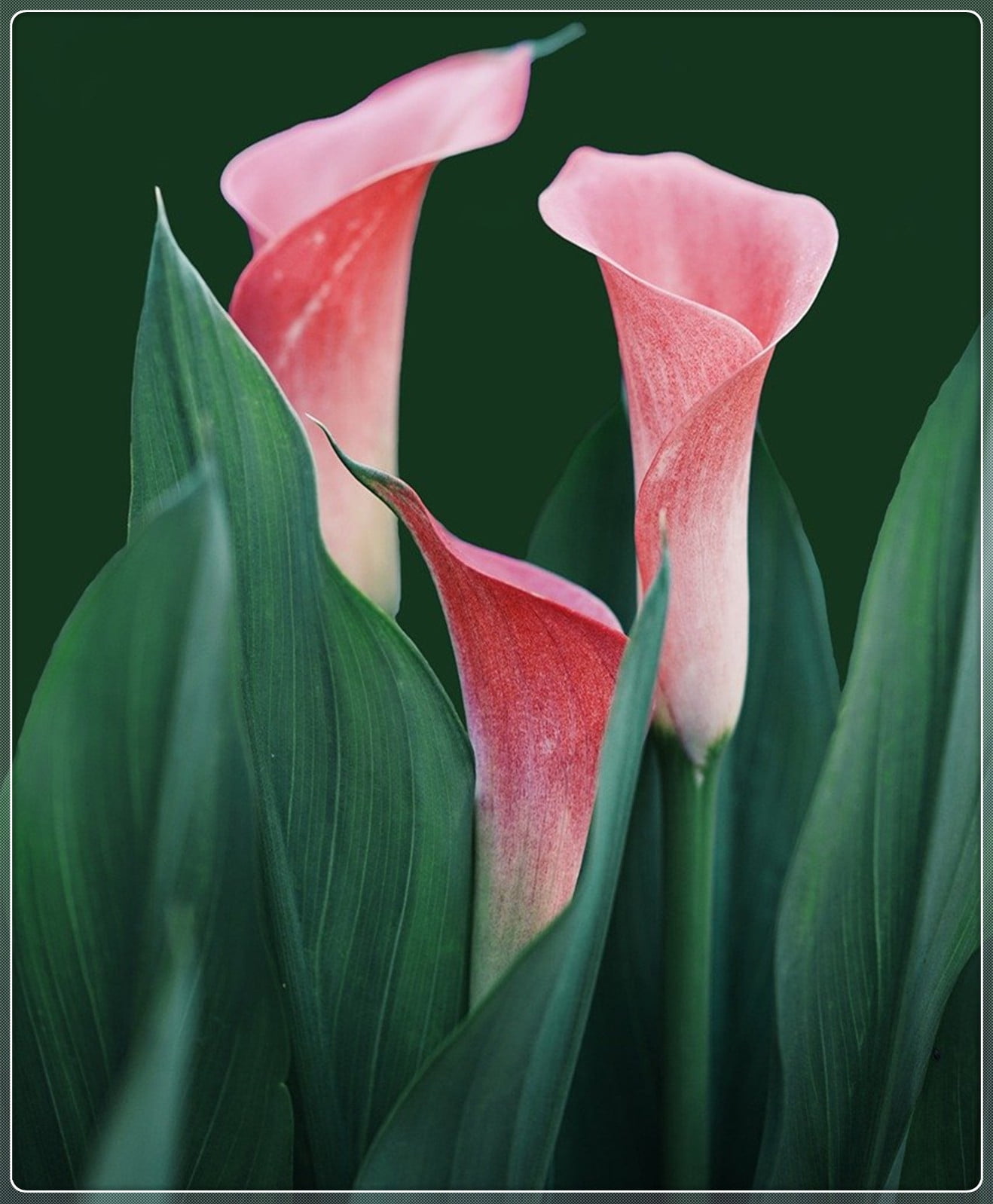 Calla Lily Bulbs, Calla Lily Bulbs Giant,Calla Lily Plant Perinial ...