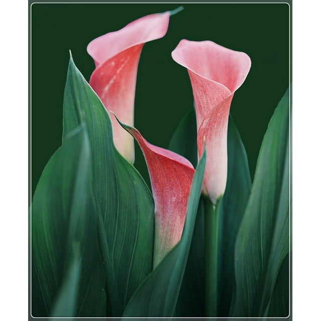 Calla Lily Bulbs, Calla Lily Bulbs Giant,Calla Lily Plant Perinial ...