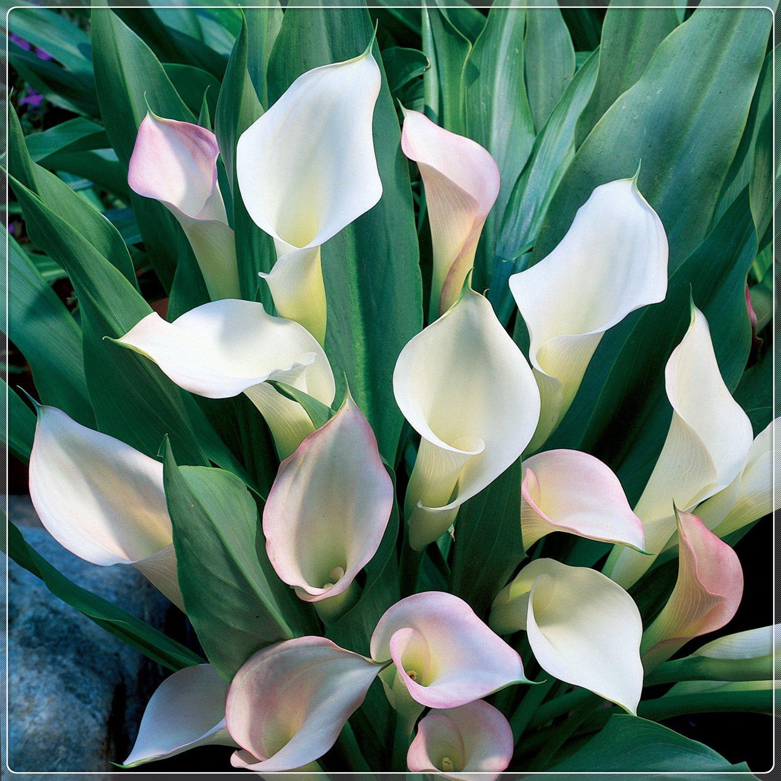 Calla Lily Bulbs, Calla Lily Bulbs Giant,Calla Lily Plant Perinial ...