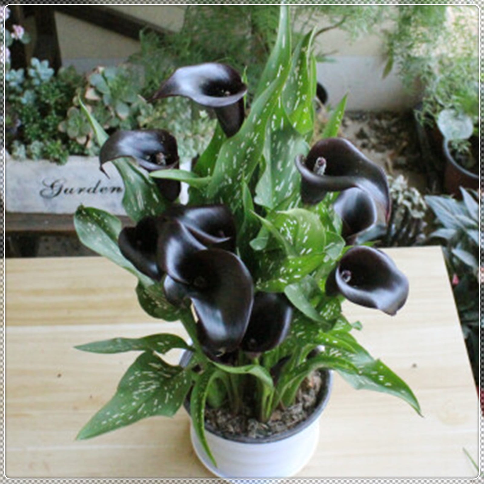 Calla Lily Bulbs, Calla Lily Bulbs Giant,Calla Lily Plants,Bulb Flowers,Calla Lily Plant ...