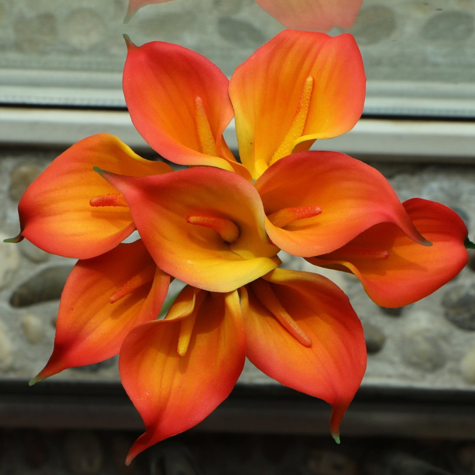 Calla Lily Bulbs Calla Lily Has A Light Fragrance Calla Lily Attracts ...