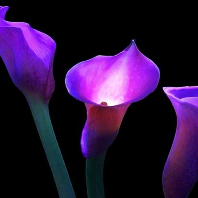 Calla Lily Bulbs Calla Lily Has A Light Fragrance Calla Lily Attracts ...