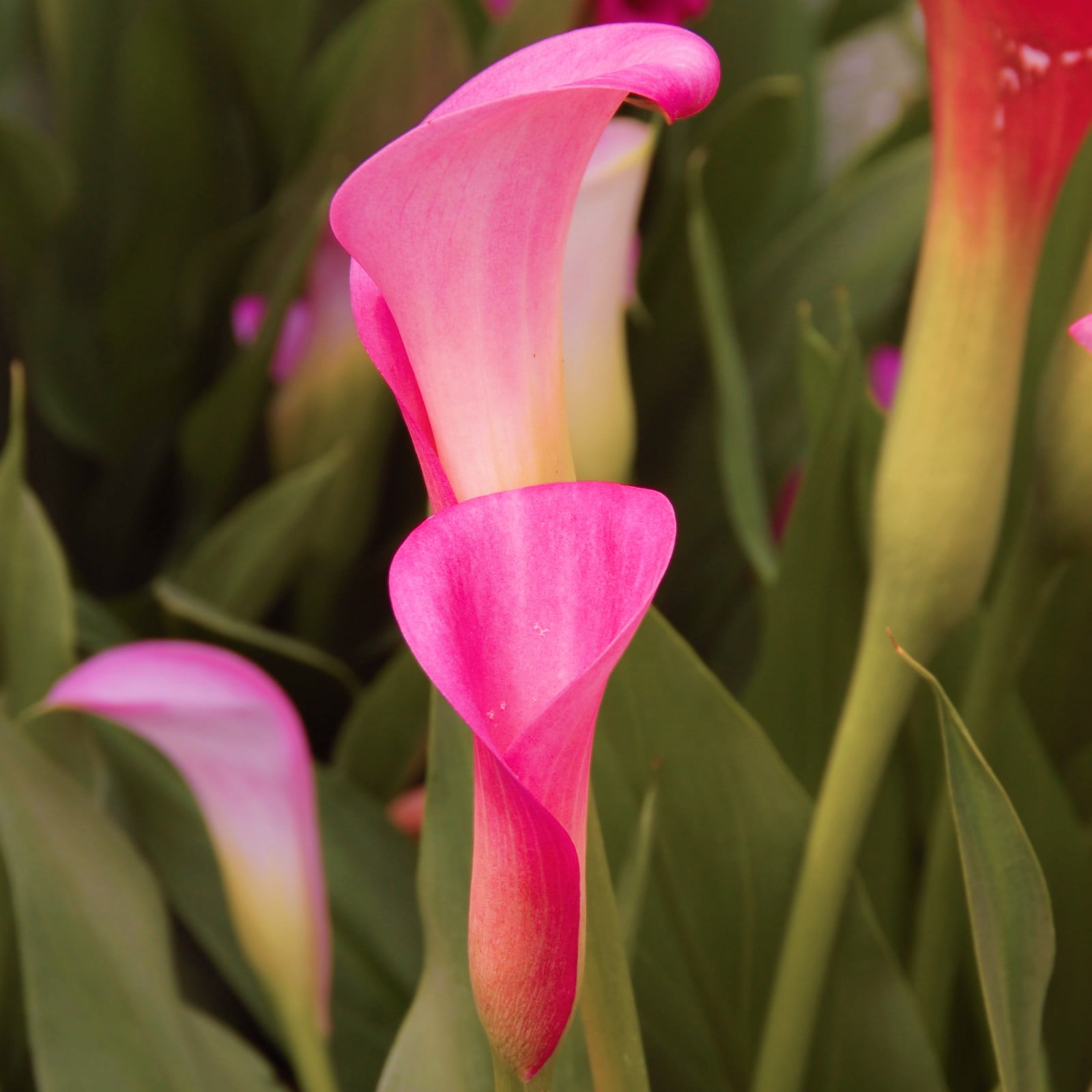 Calla Lily Bulbs Calla Lilies Have A Light Scent Calla Lilies Attract ...