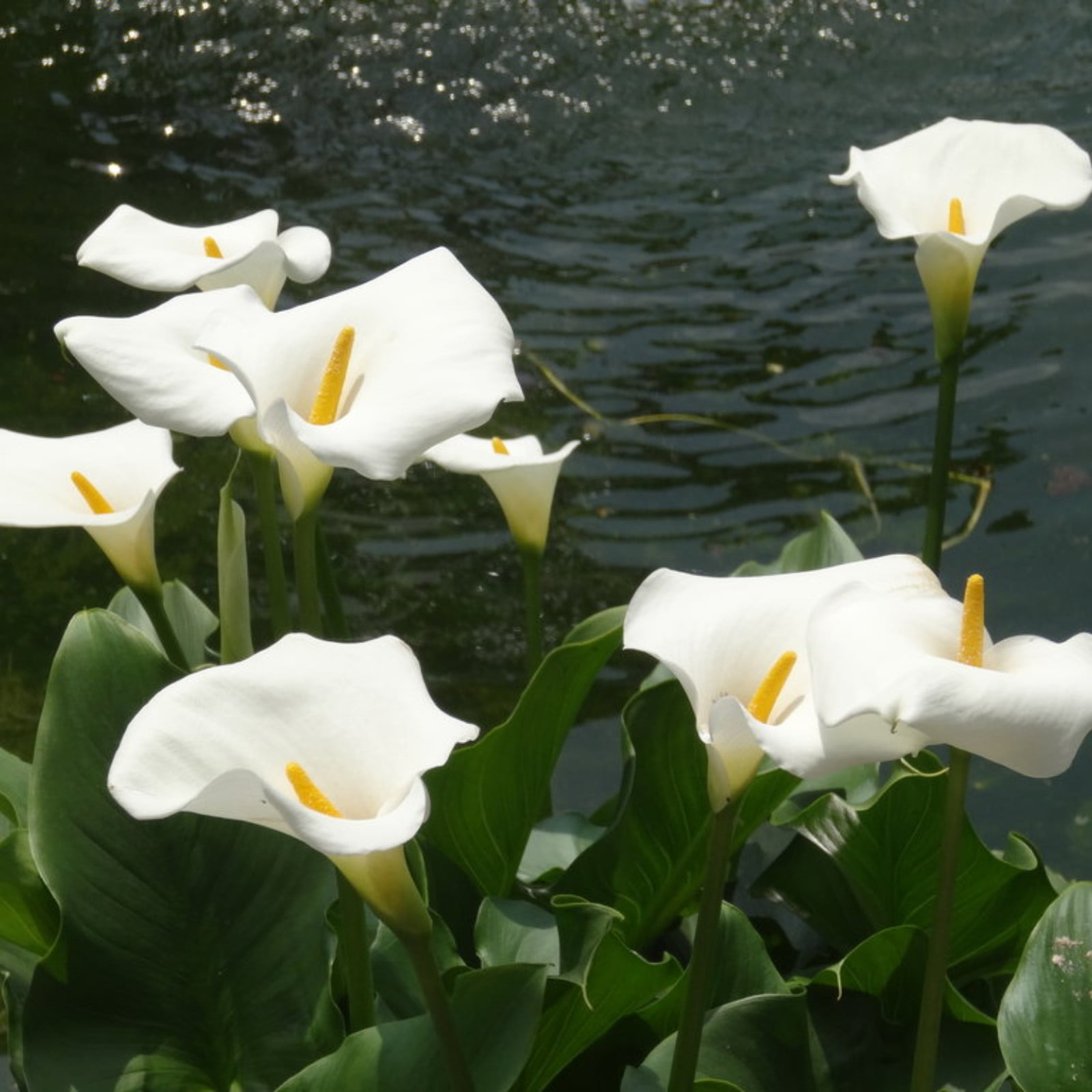 Calla Lily Bulbs Calla Lilies Have A Light Scent Calla Lilies Attract ...