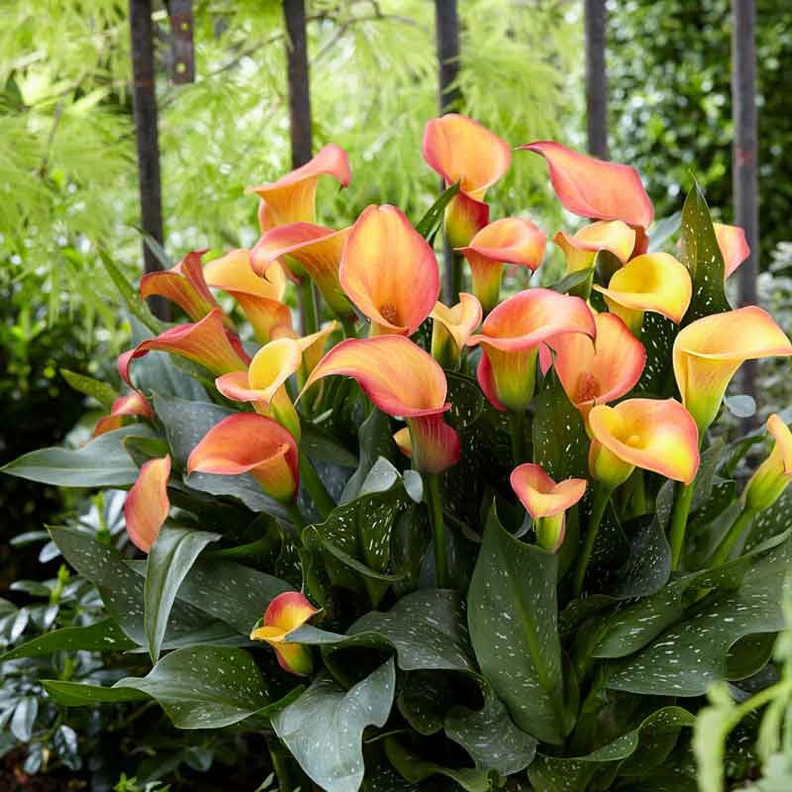 Eden Brothers Calla Lily Bulbs - Morning Sun - Walmart.com