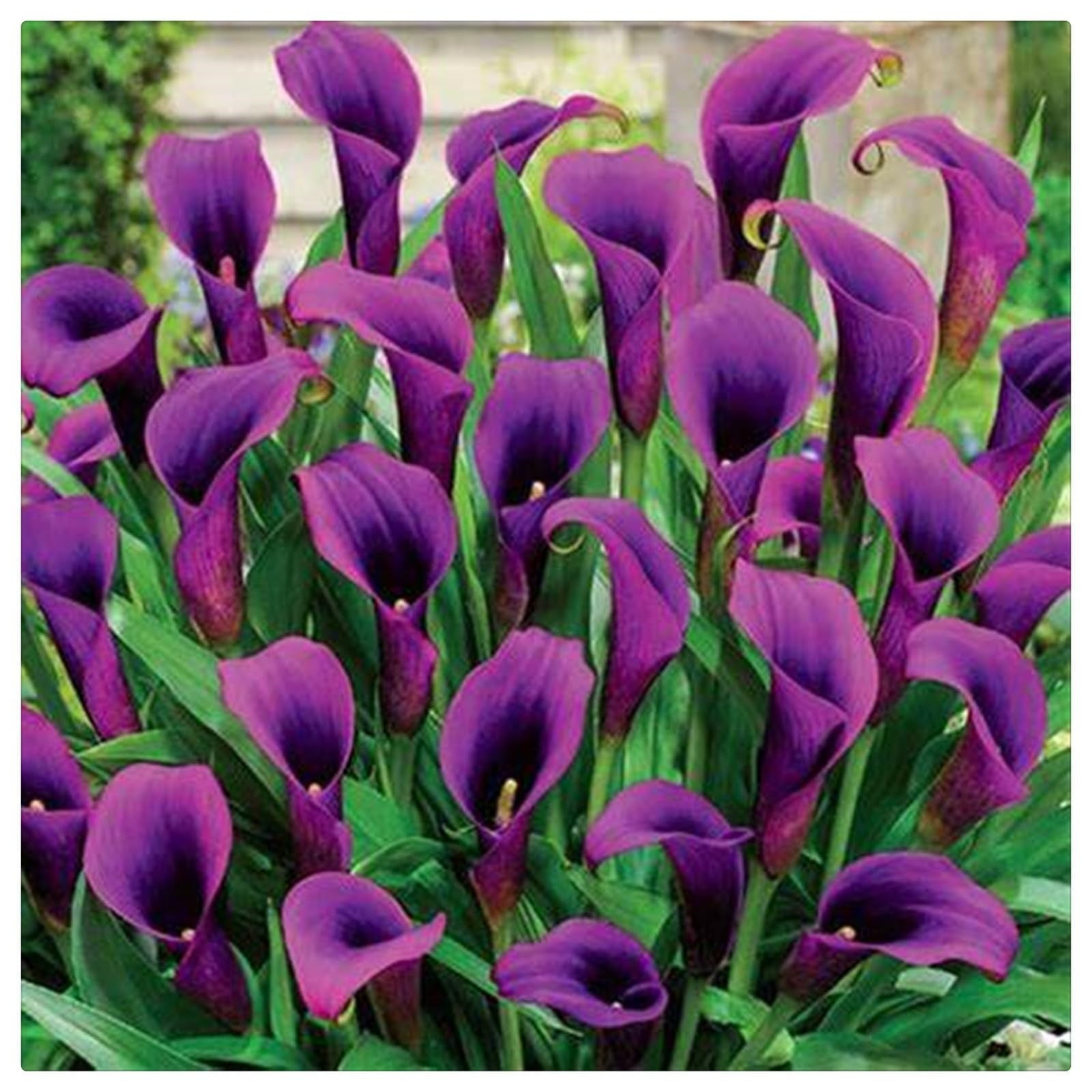 Calla Lily Bulbs Planting Bulbs,Ornamental,Garden,Attractive,Experience,Perennial Herbs,Home ...