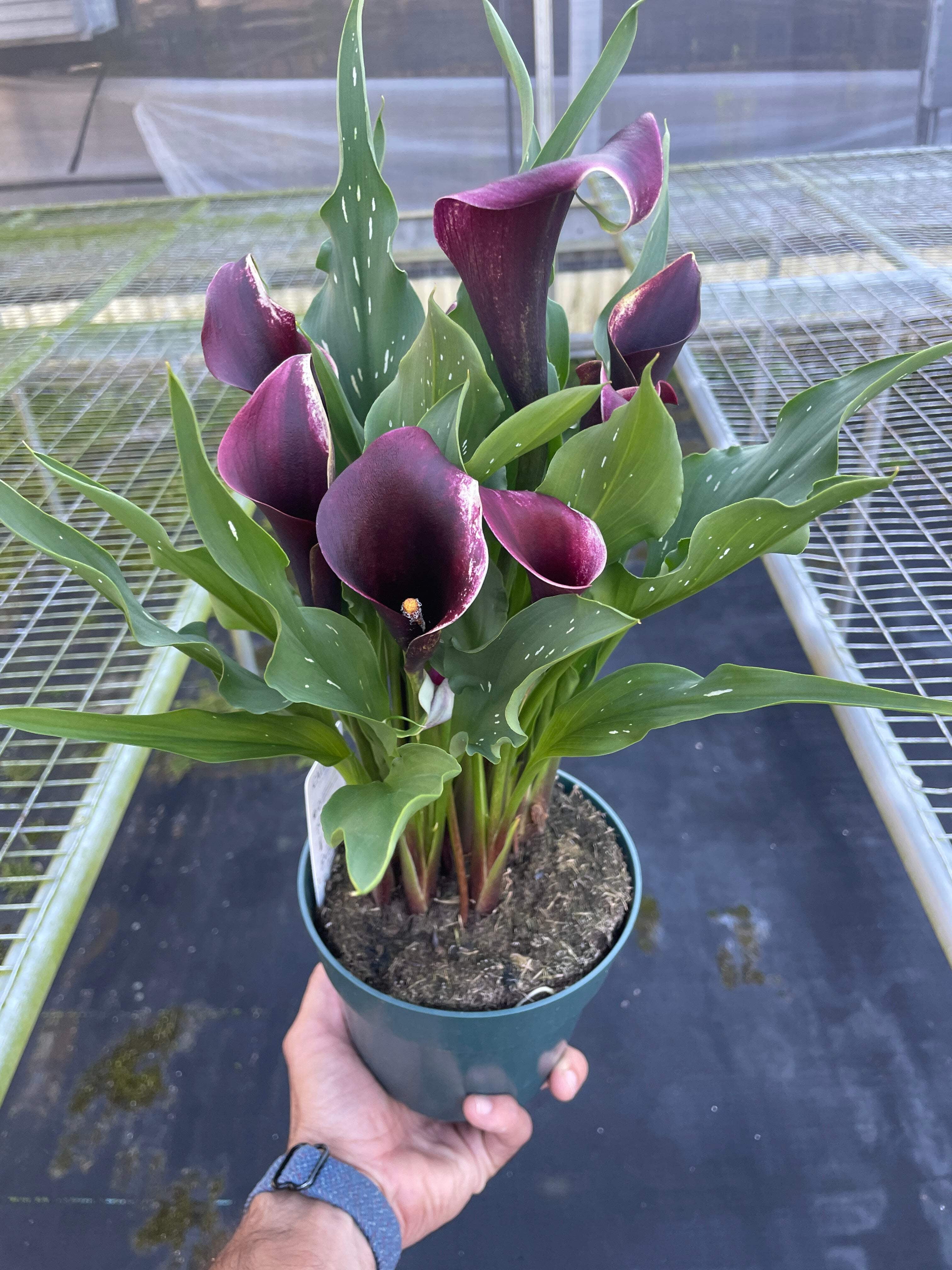 Calla Lily Colorful House Plant (Purple, White or Pink) in 4" or 6" Pot ...