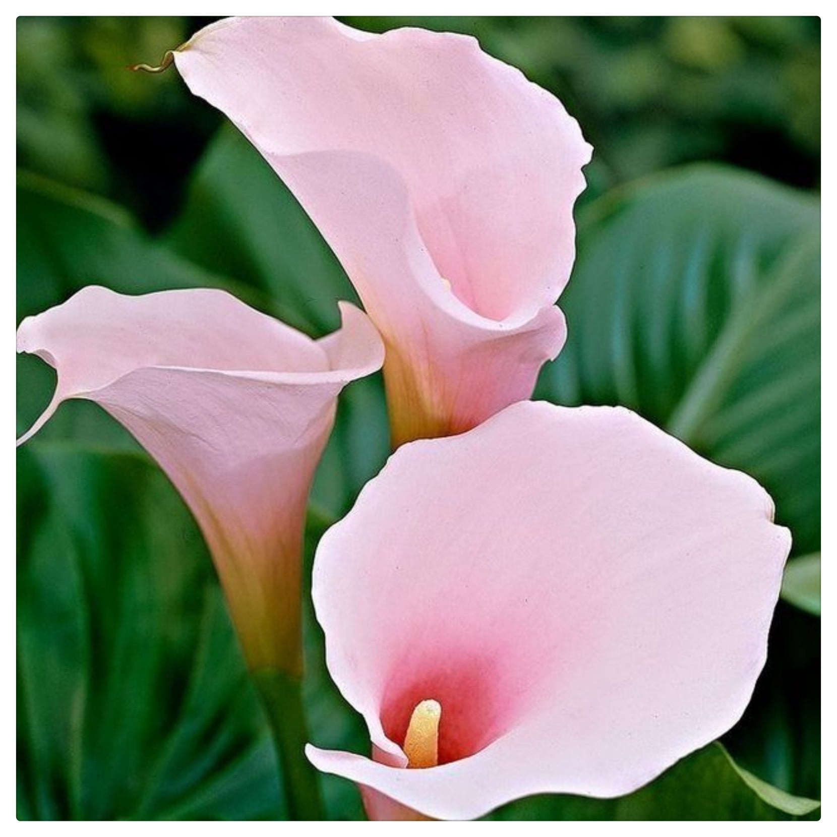 Calla Lily/Easy Care/Best for Beginners/Delightful Perennial Flowers ...