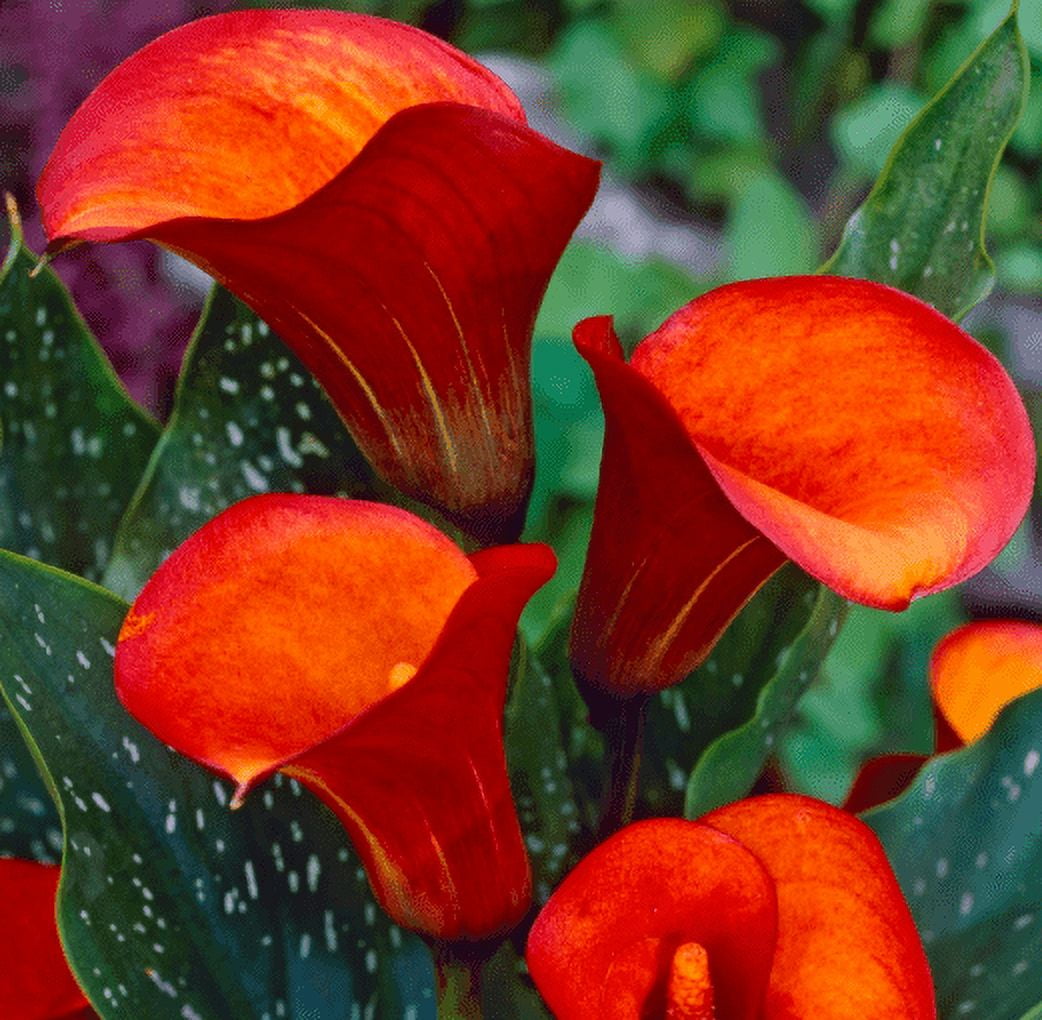 Calla Lily "Flame" (3 bulbs) - Flourishing Venture - Walmart.com