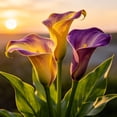 Calla Lily For Planting-Perennial-Bloom Year After Year-Bold Elegant ...