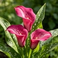 Calla Lily For Planting-Perennial-Garden Stakes-Bold Elegant Accent for ...