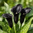 Calla Lily For Planting-Perennial-Premium Garden Stakes-Bold Elegant ...