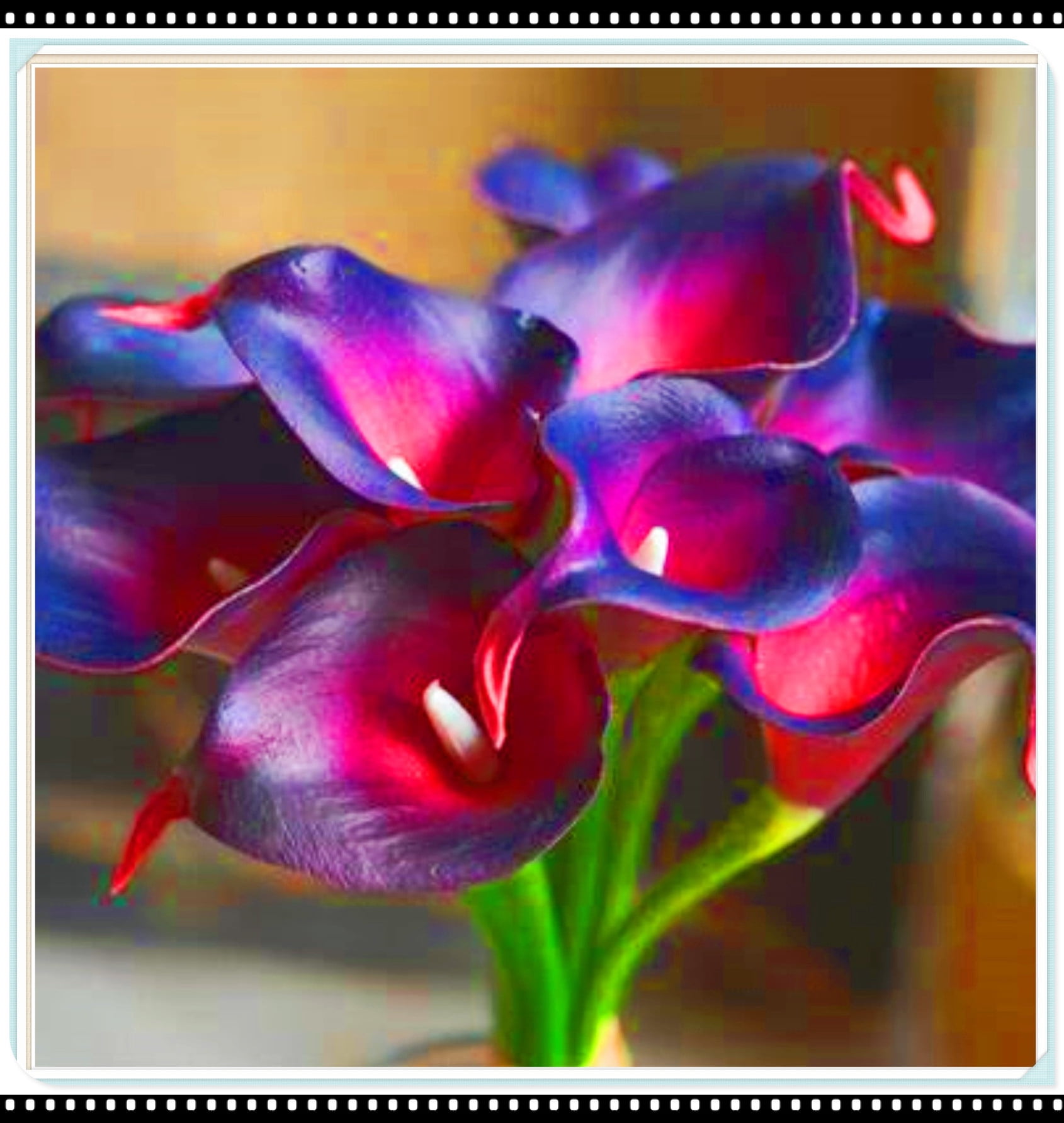 Calla Lily,Indoors or Outdoor Planting,Holiday Decoration,Simple to ...