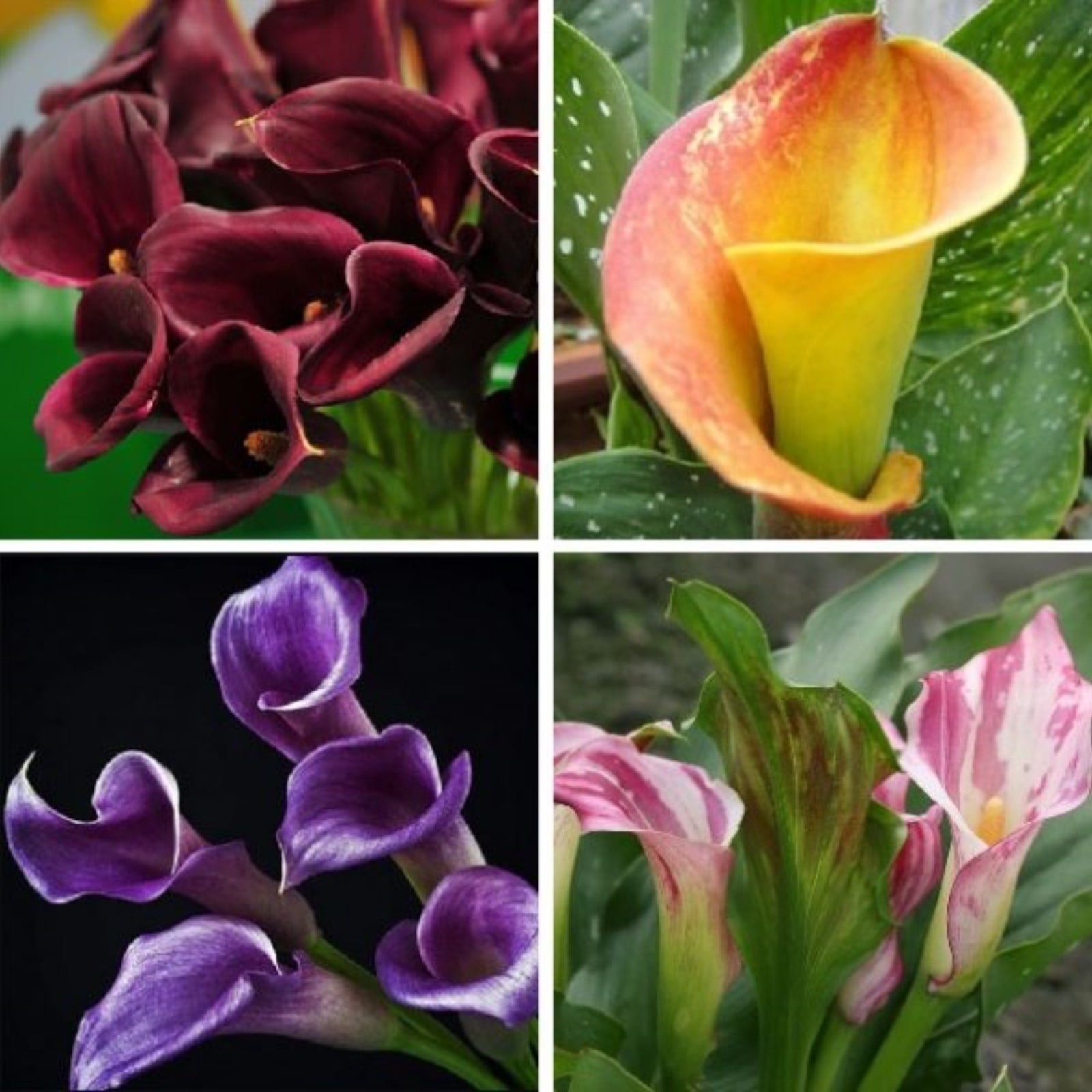 Calla Lily -Light Fragrance -Perfect - Calla Lily For Sale - Walmart.com
