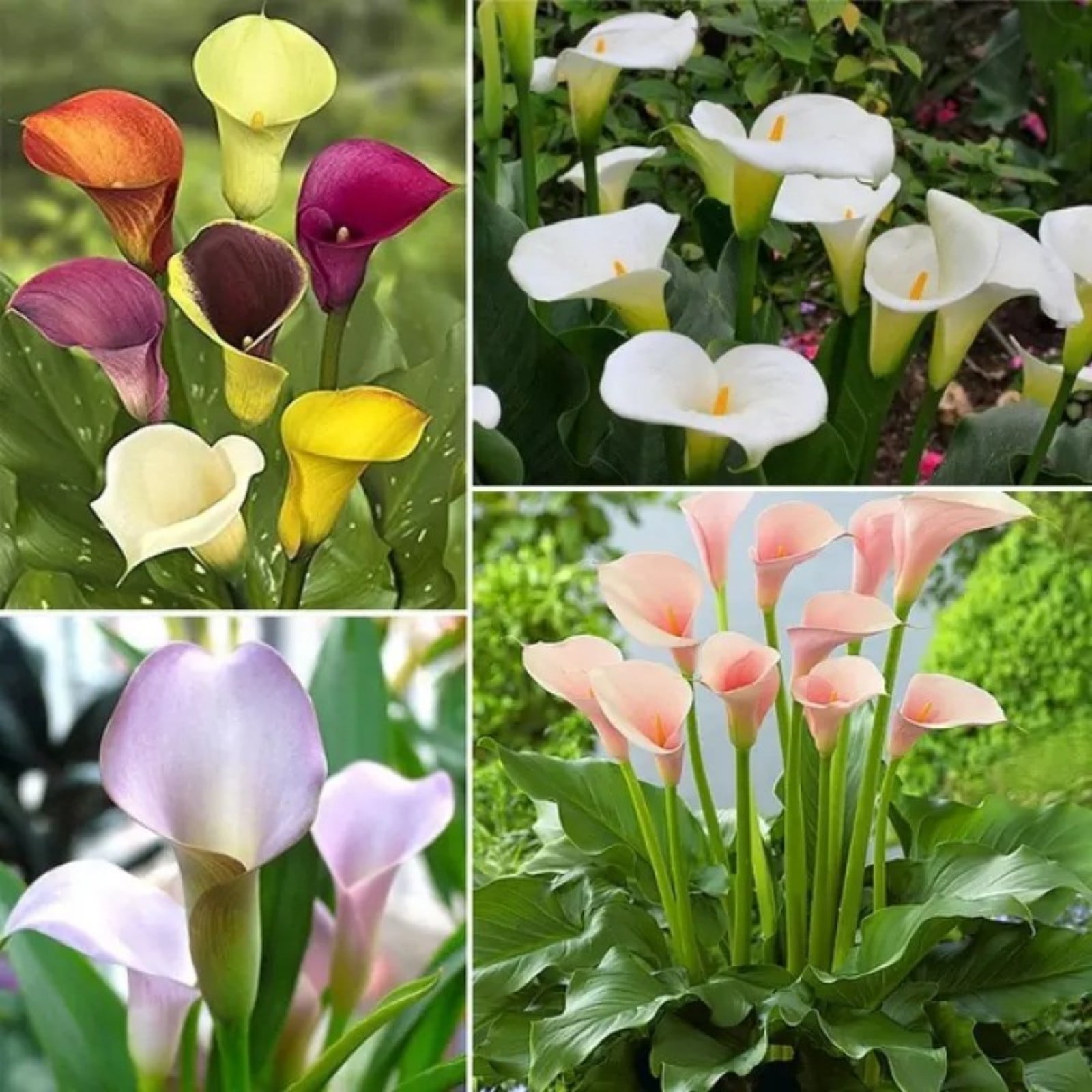 Calla Lily -Light Fragrance -Perfect - Calla Lily For Sale - Walmart.com