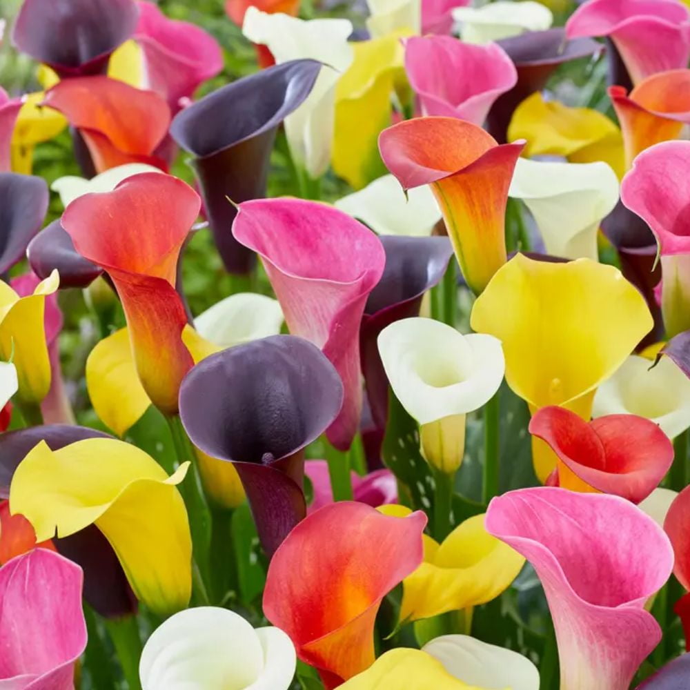 Calla Lily Mix - 5 Bulbs - Walmart.com