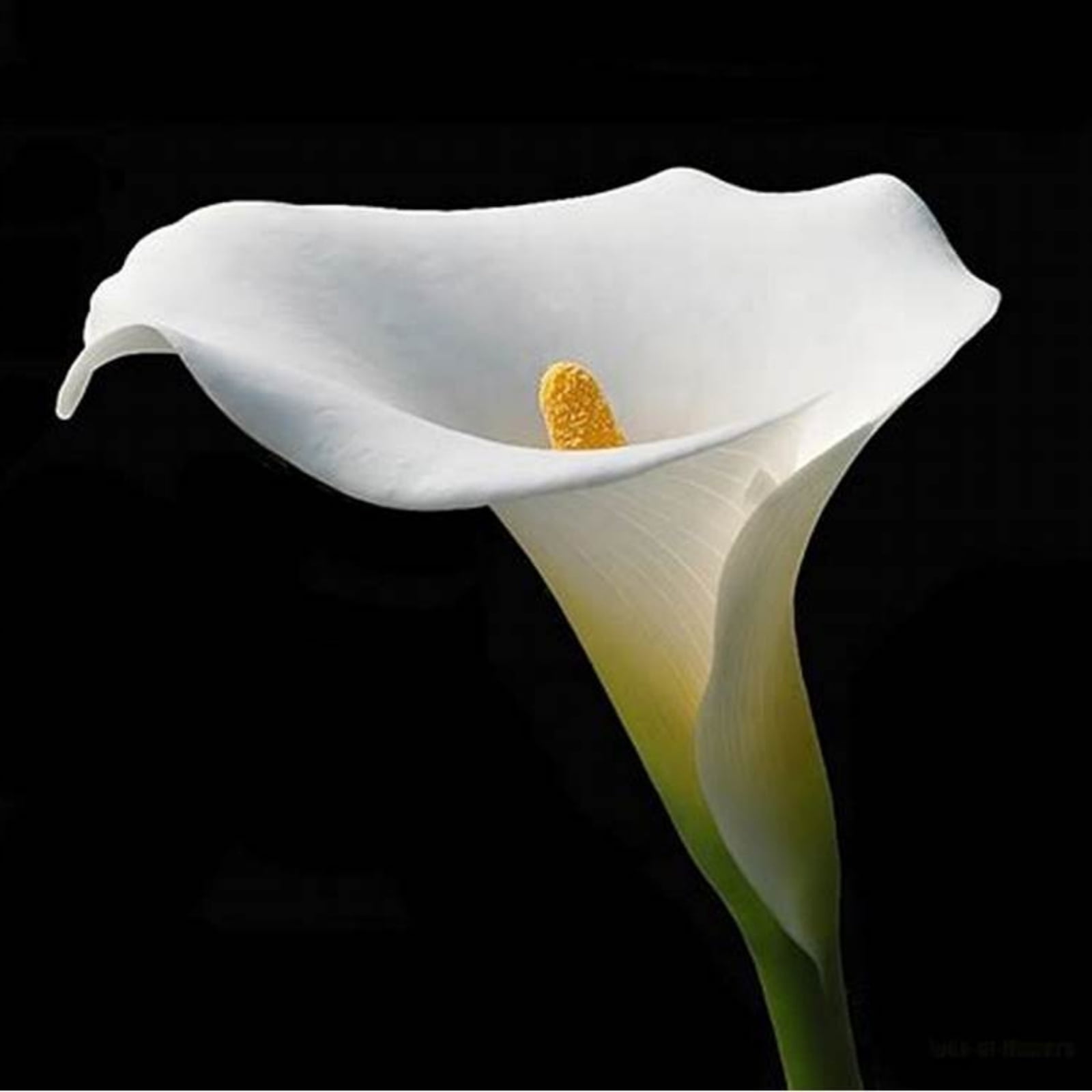 Calla lily, Garden Decoration, Bloom Year After Year - Walmart.com