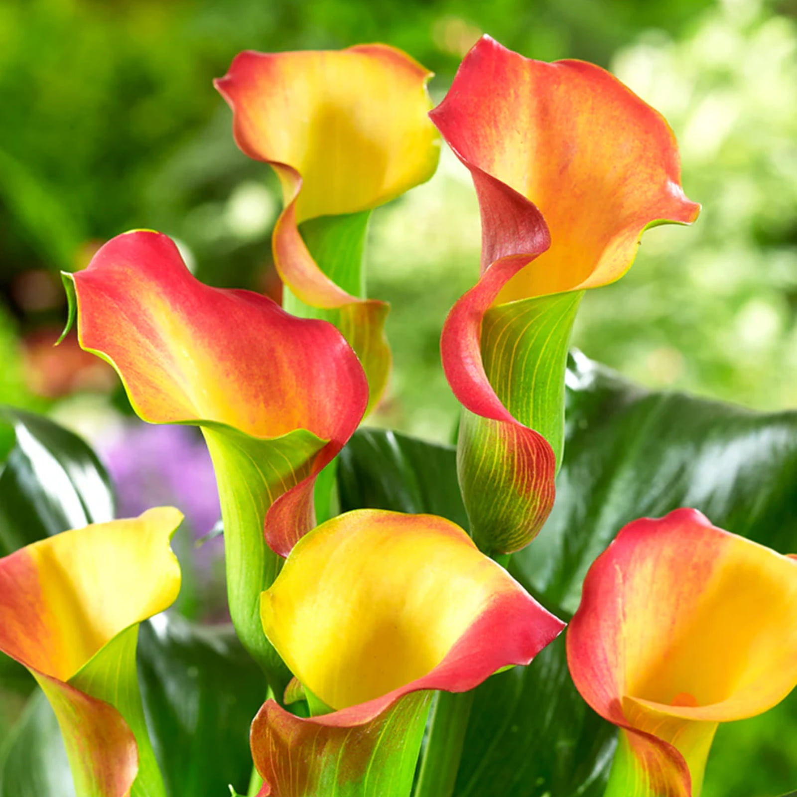 (Calla lily)Low maintenance + drought-resistant flowers,Decorate your ...