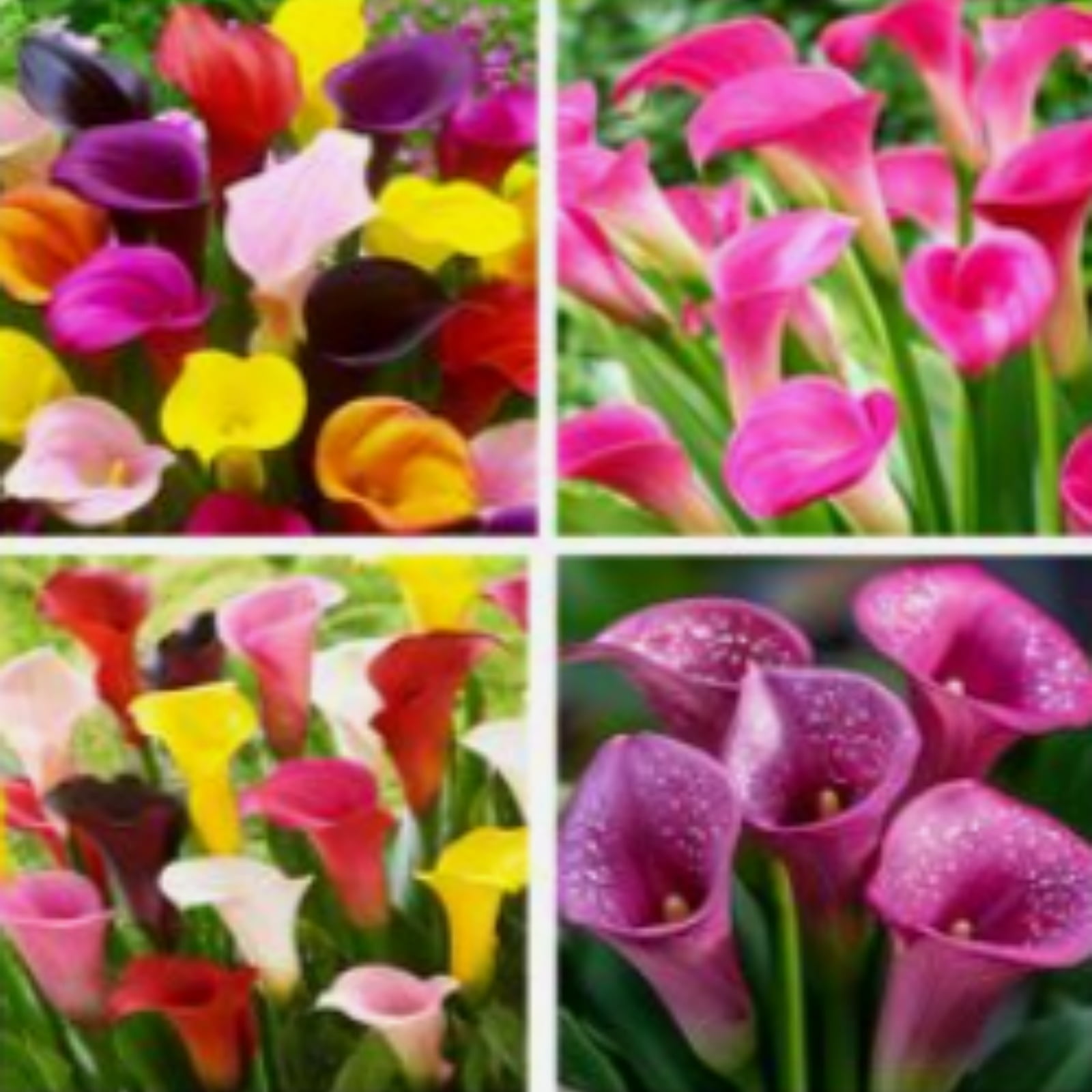 (Calla lily)Low maintenance + drought-resistant flowers,Decorate your ...