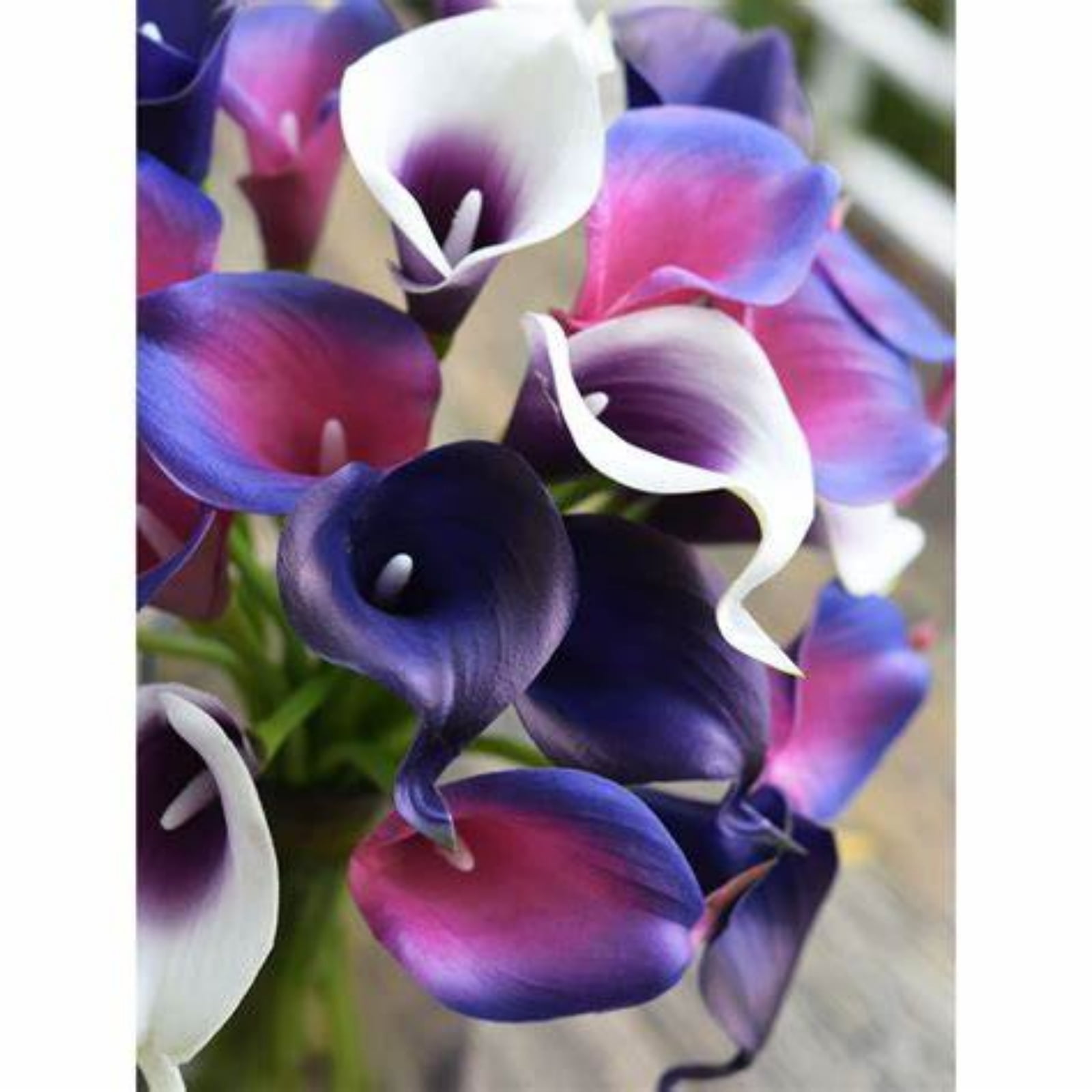 Calla lily/multi-year bloom/easy to grow/flower all year round/surprise ...