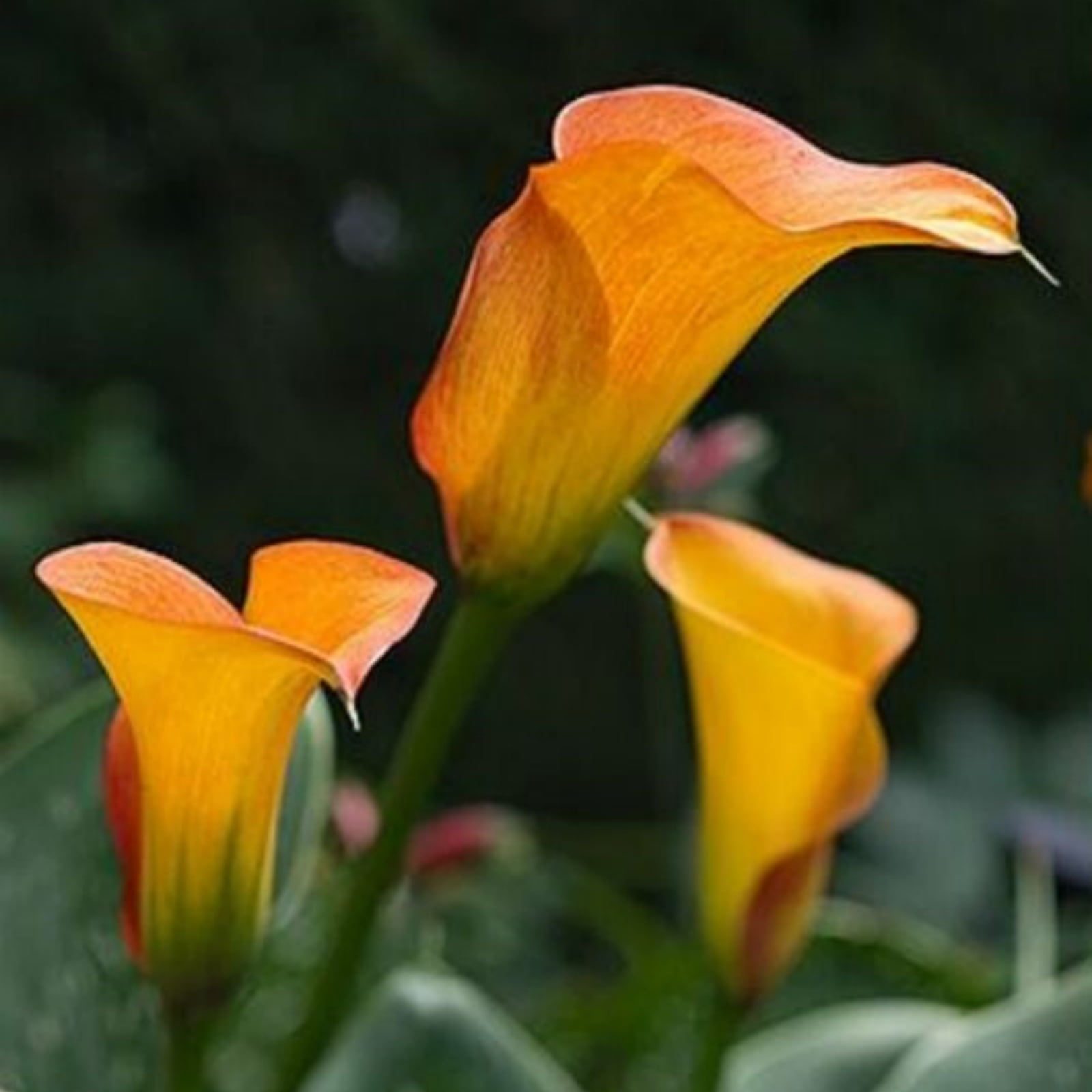 Calla lily/multi-year bloom/easy to grow/flower all year round/surprise ...