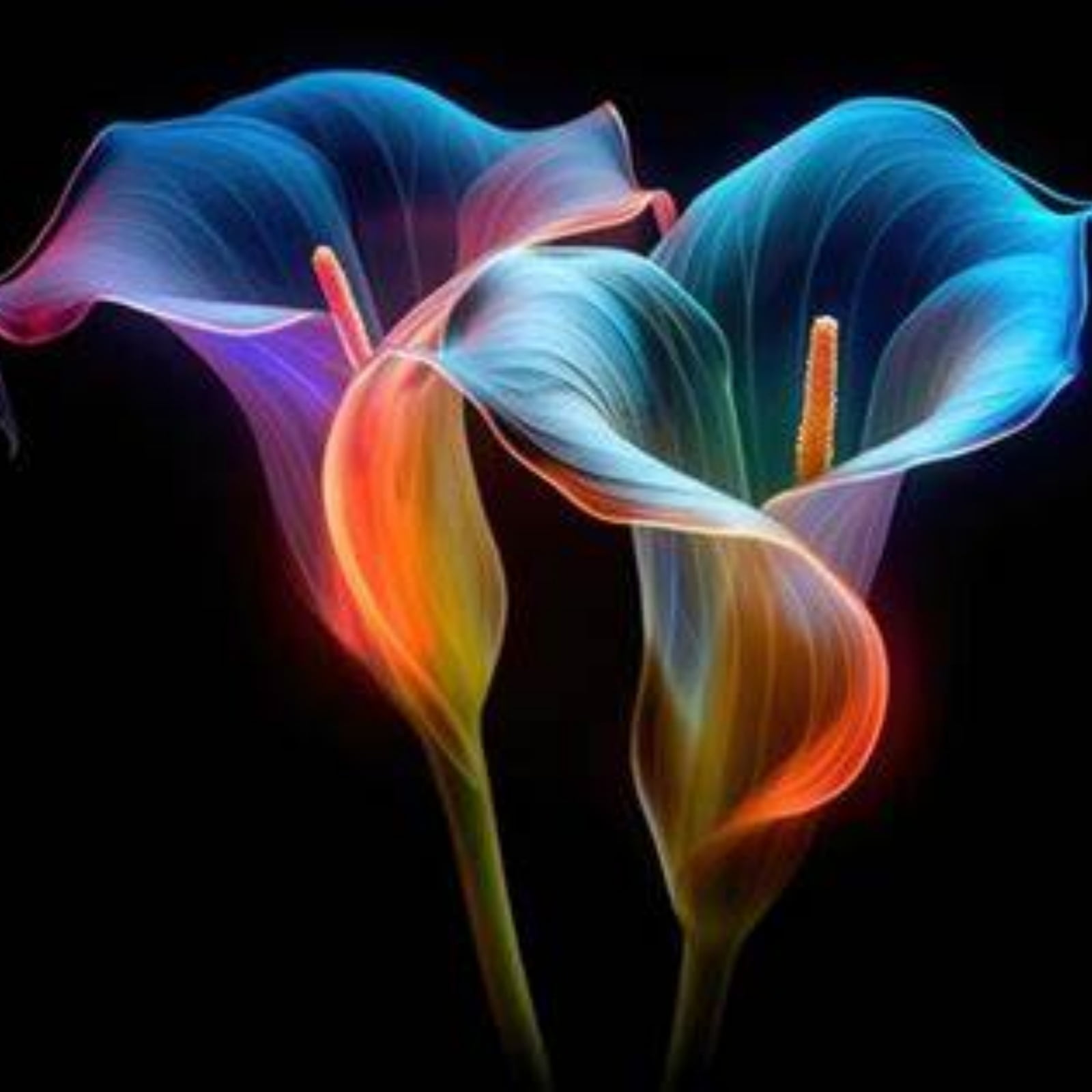 Calla lily/multi-year bloom/easy to grow/flower all year round/surprise ...