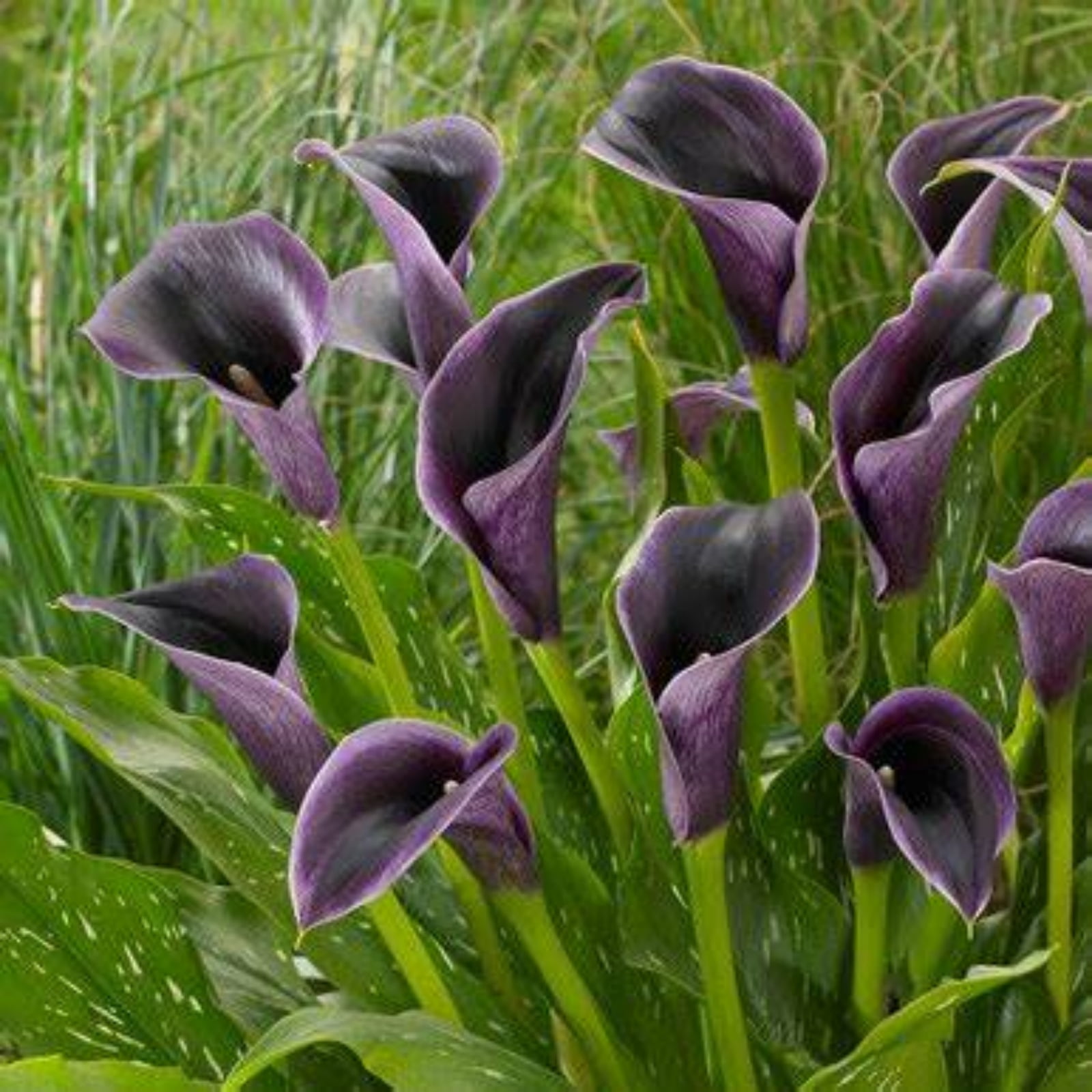 Calla lily/multi-year bloom/easy to grow/flower all year round/surprise ...