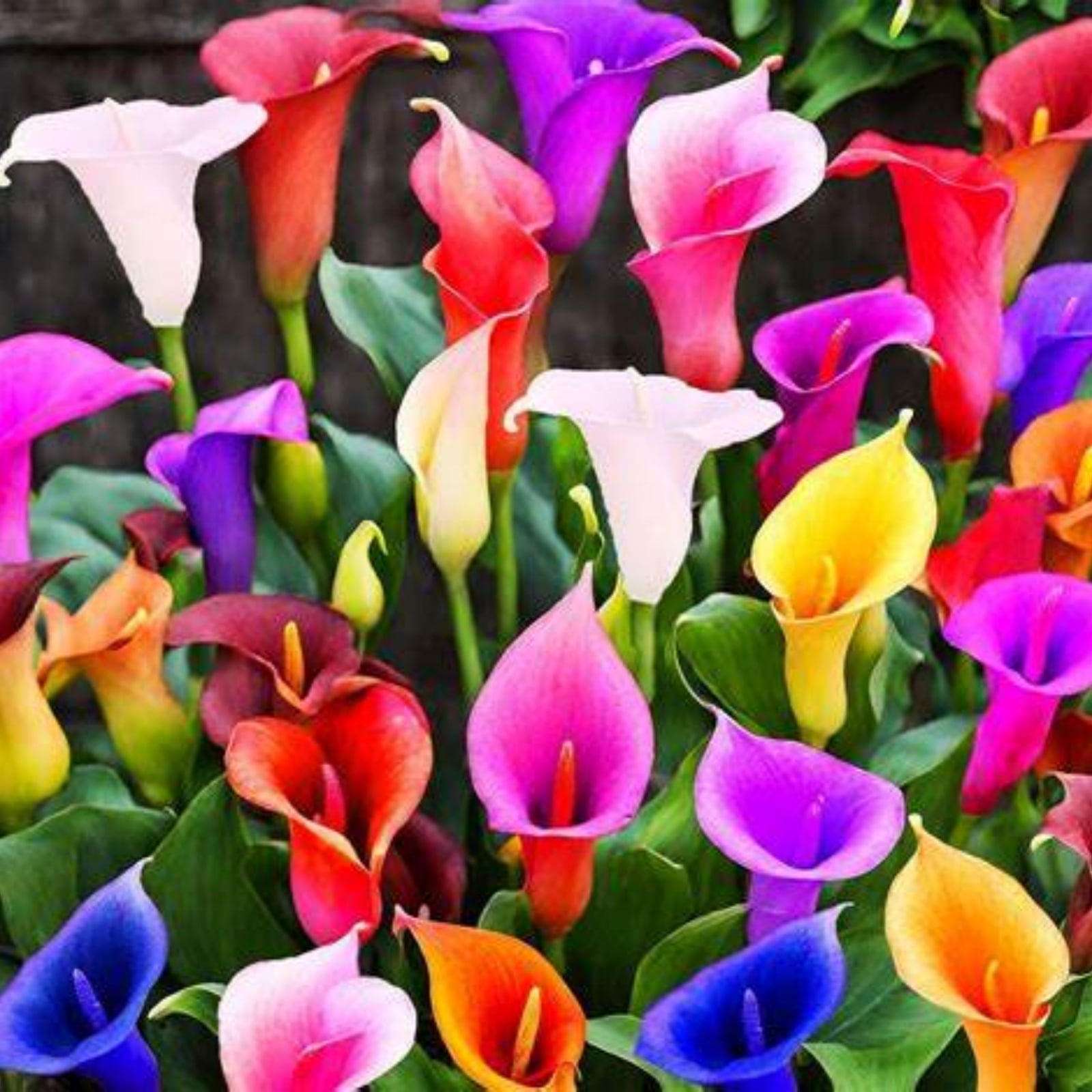 Calla lily/multi-year bloom/easy to grow/flower all year round/surprise ...