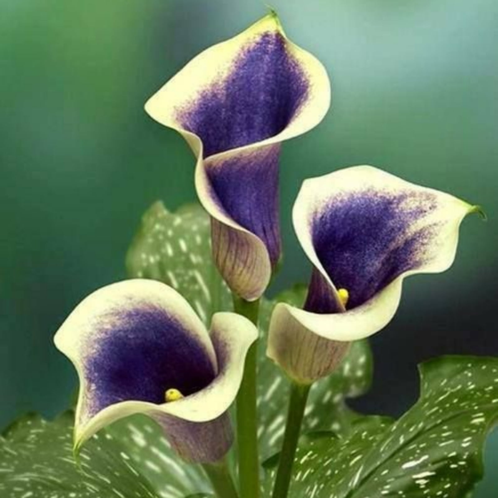 Calla lily/multi-year bloom/easy to grow/flower all year round/surprise ...