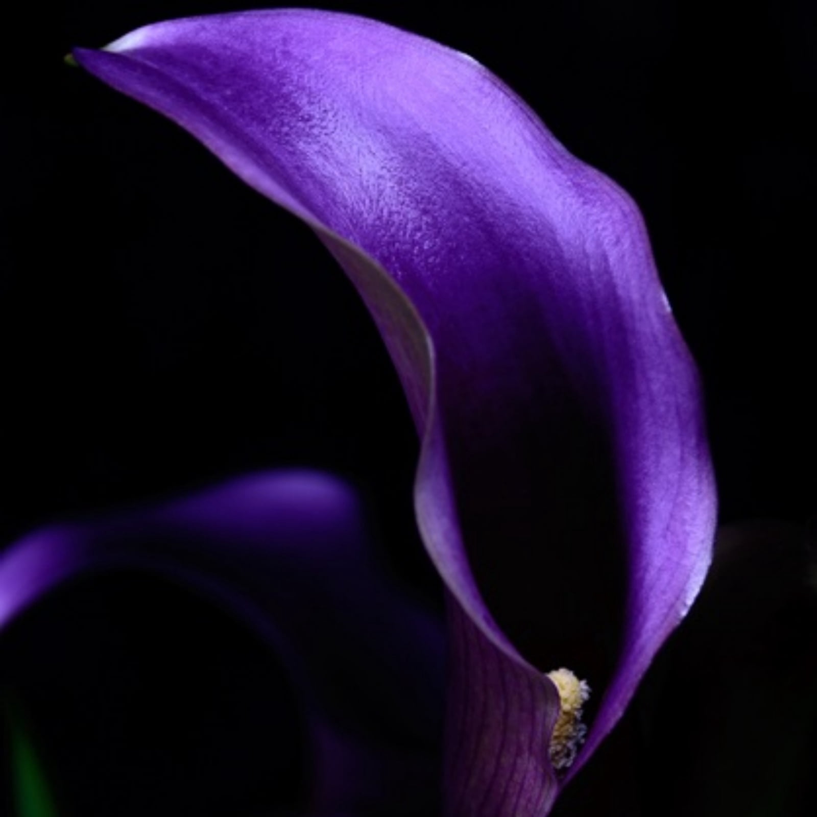 Calla lily/multi-year bloom/easy to grow/flower all year round/surprise ...